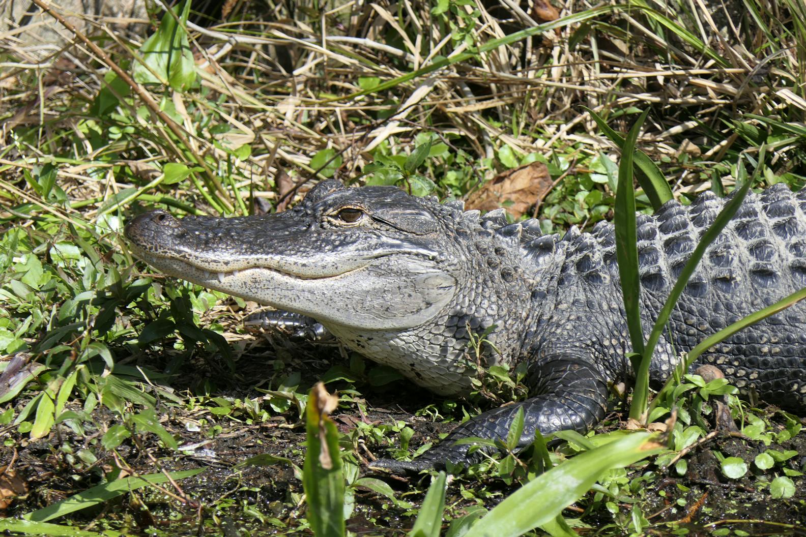 American Alligator: Mississippiensis Biology & Ecology