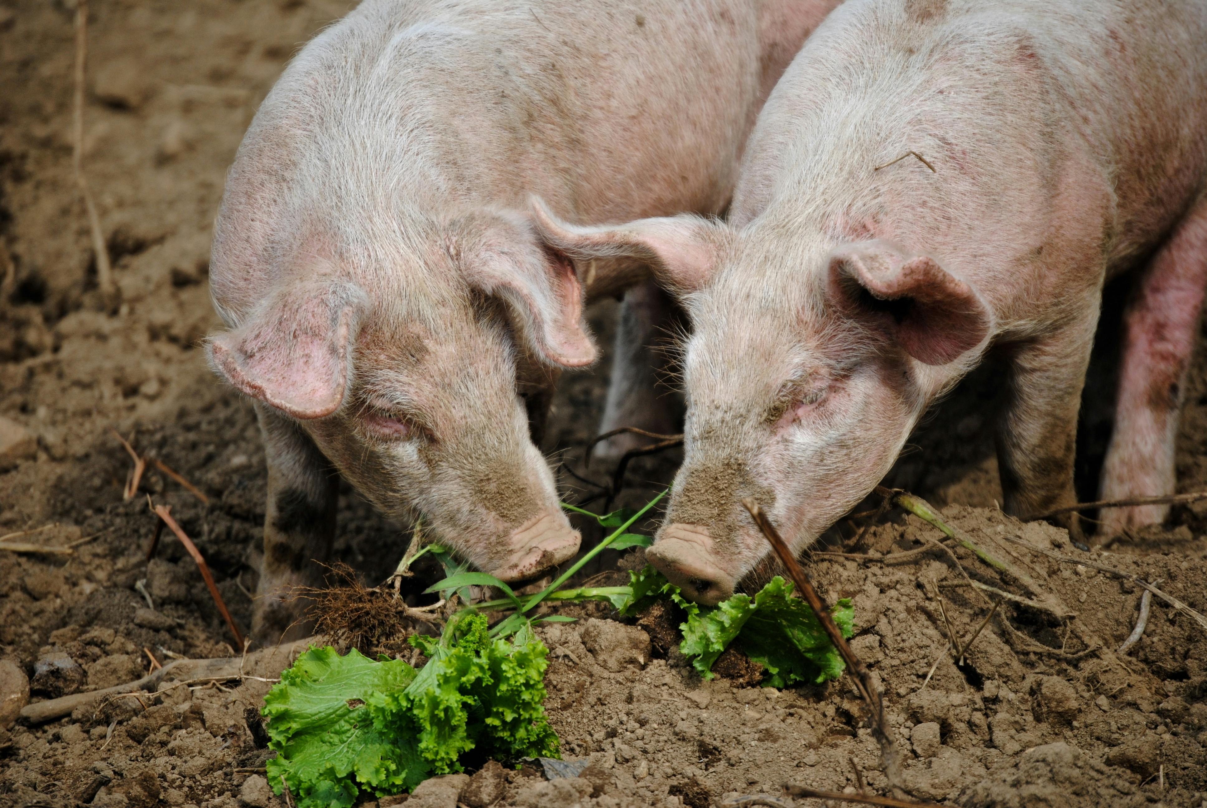 Pig Farm Photos, Download The BEST Free Pig Farm Stock Photos & HD Images