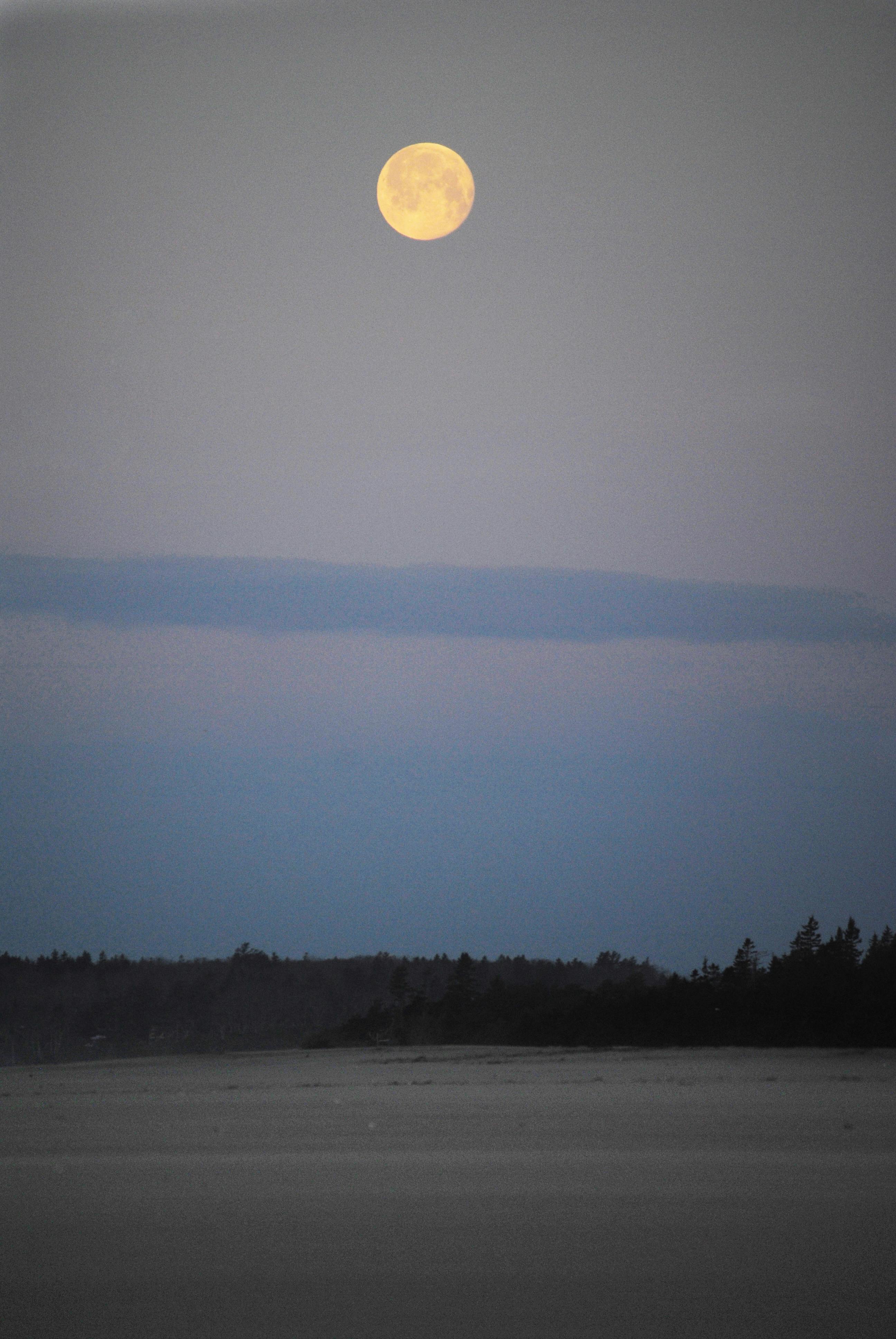 Green slope in forest on mist day · Free Stock Photo