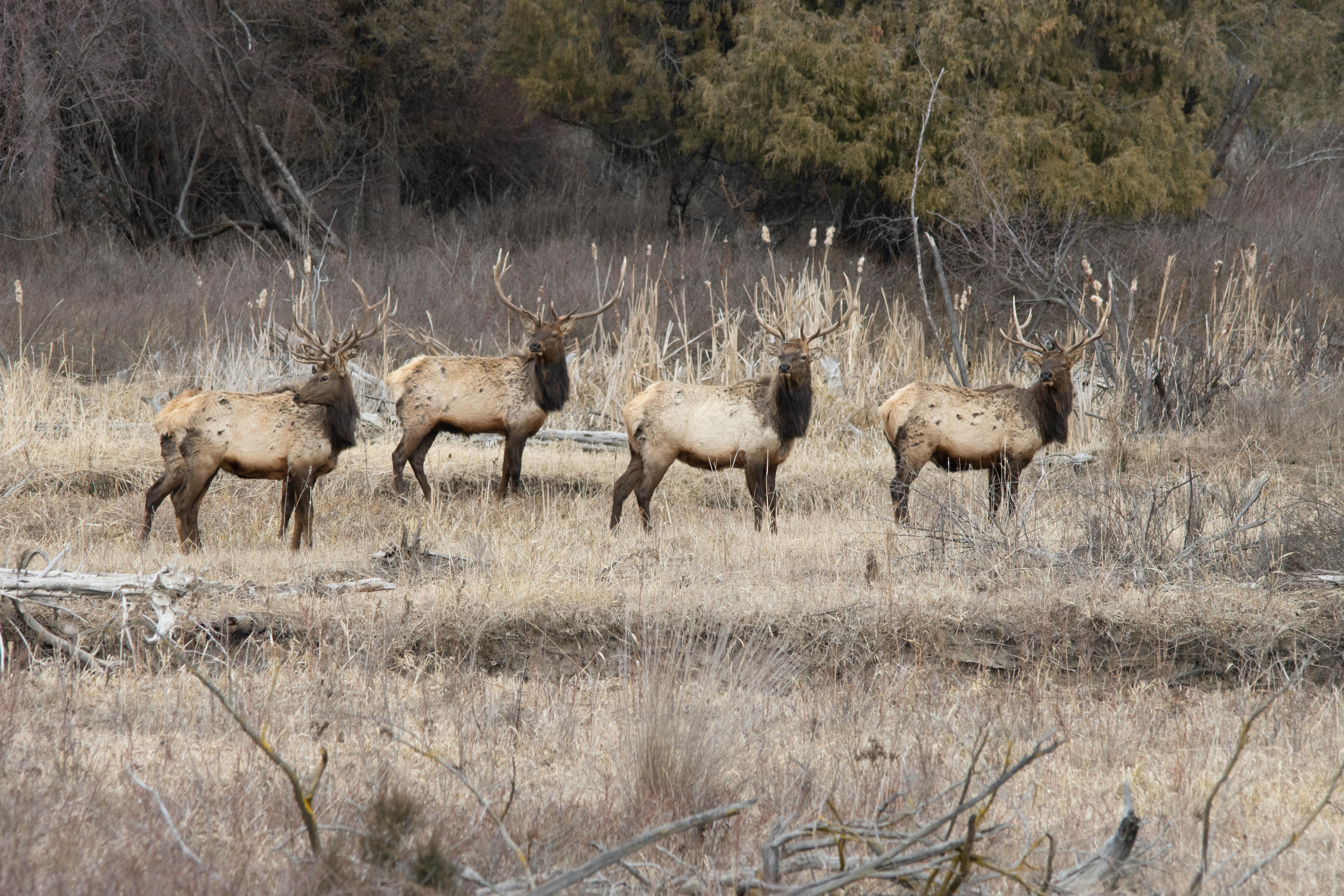 Four Elks Standing on Brown Grass · Free Stock Photo