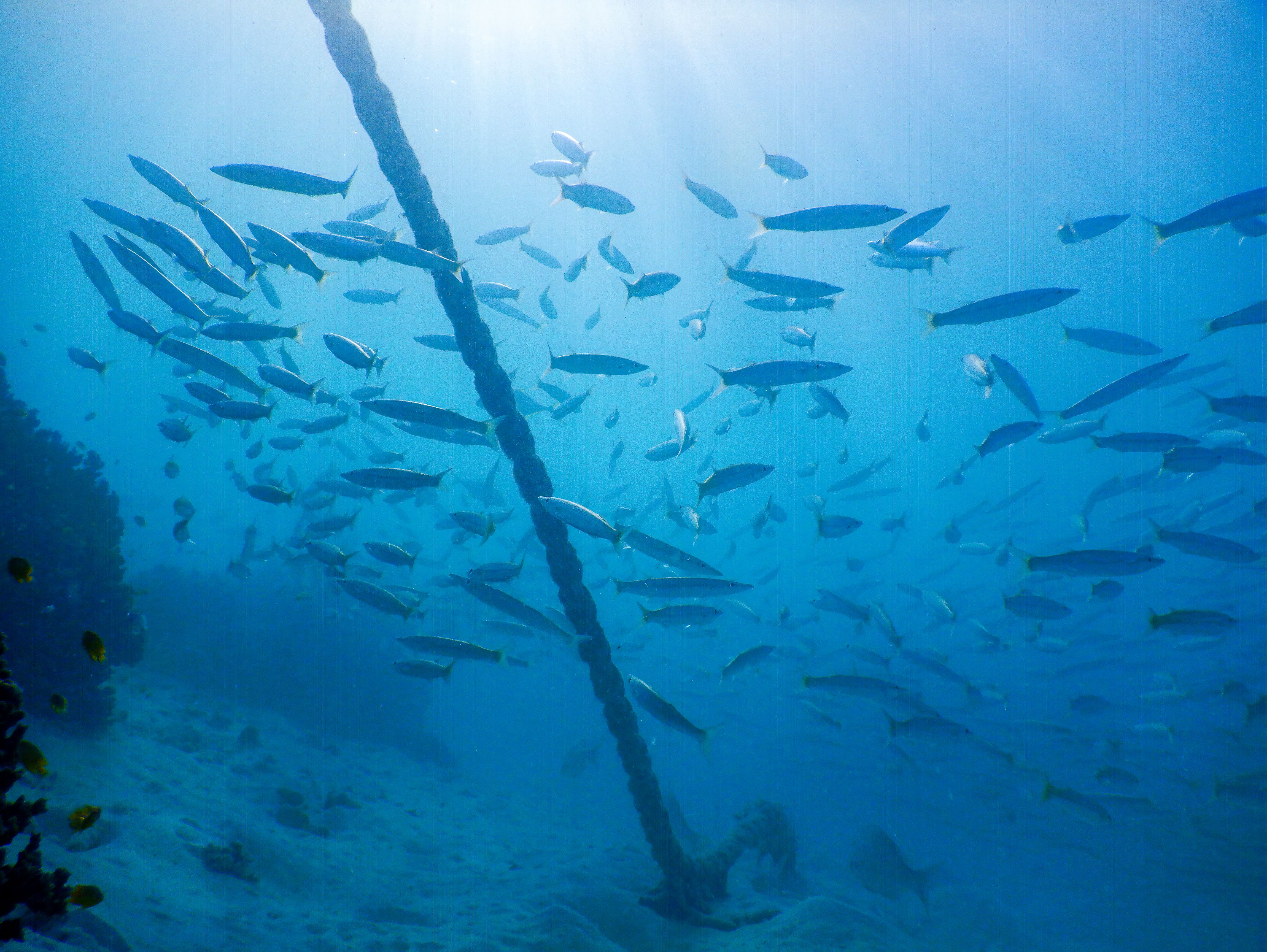 Close-Up Photo of Fish in Water · Free Stock Photo