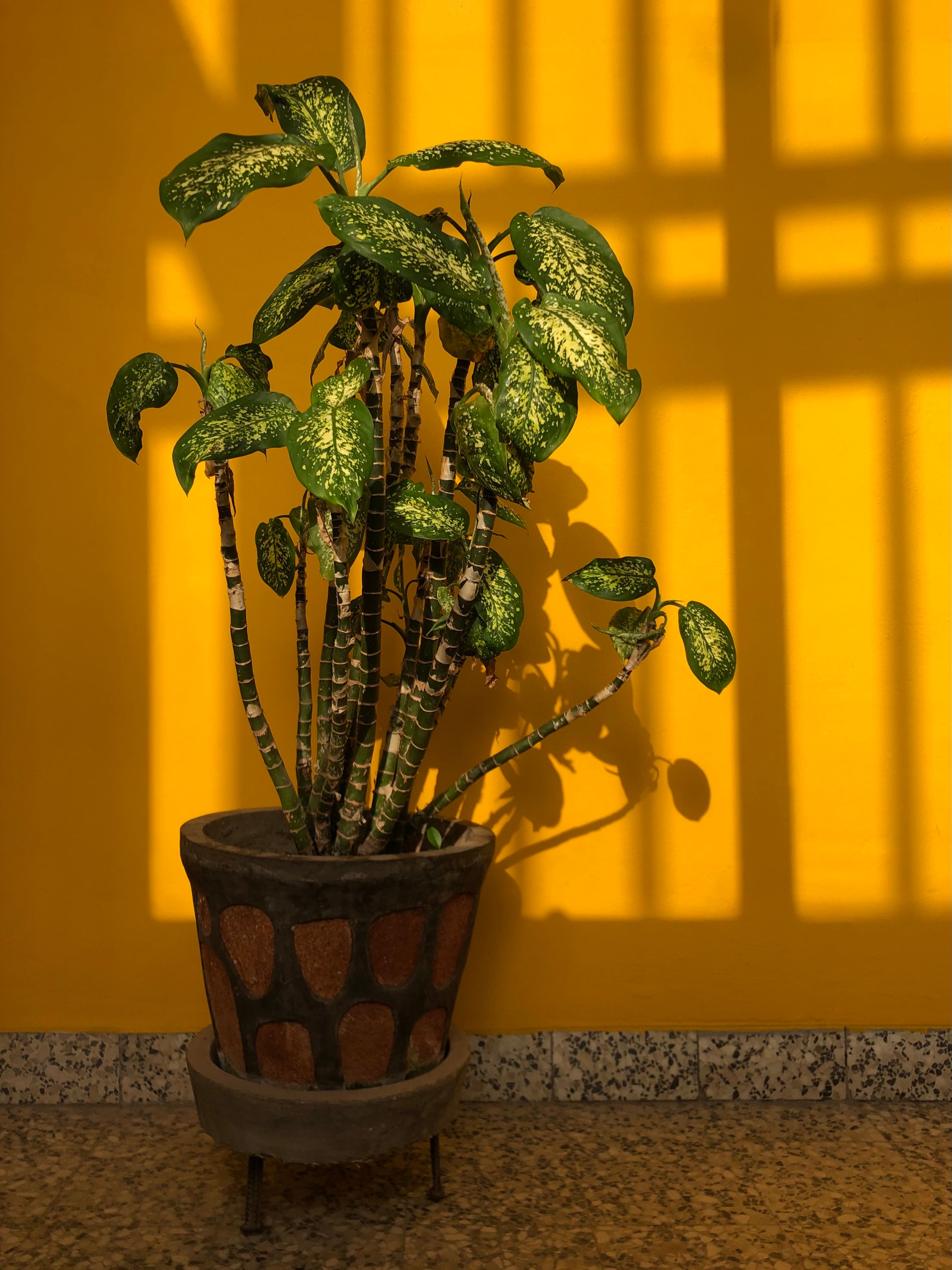 Grayscale Photo of Potted Plants · Free Stock Photo