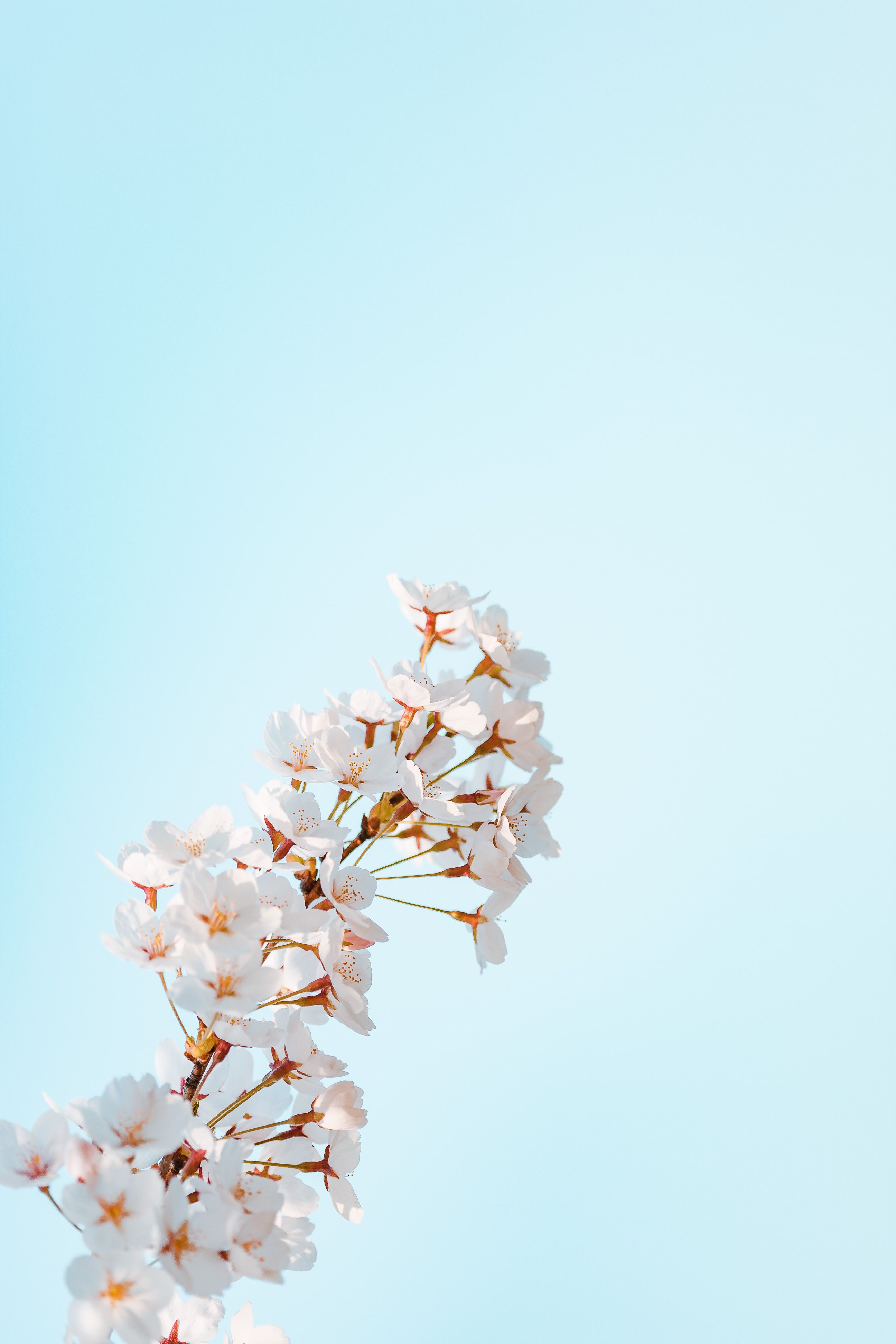 Blue Flower Petals on White Background · Free Stock Photo