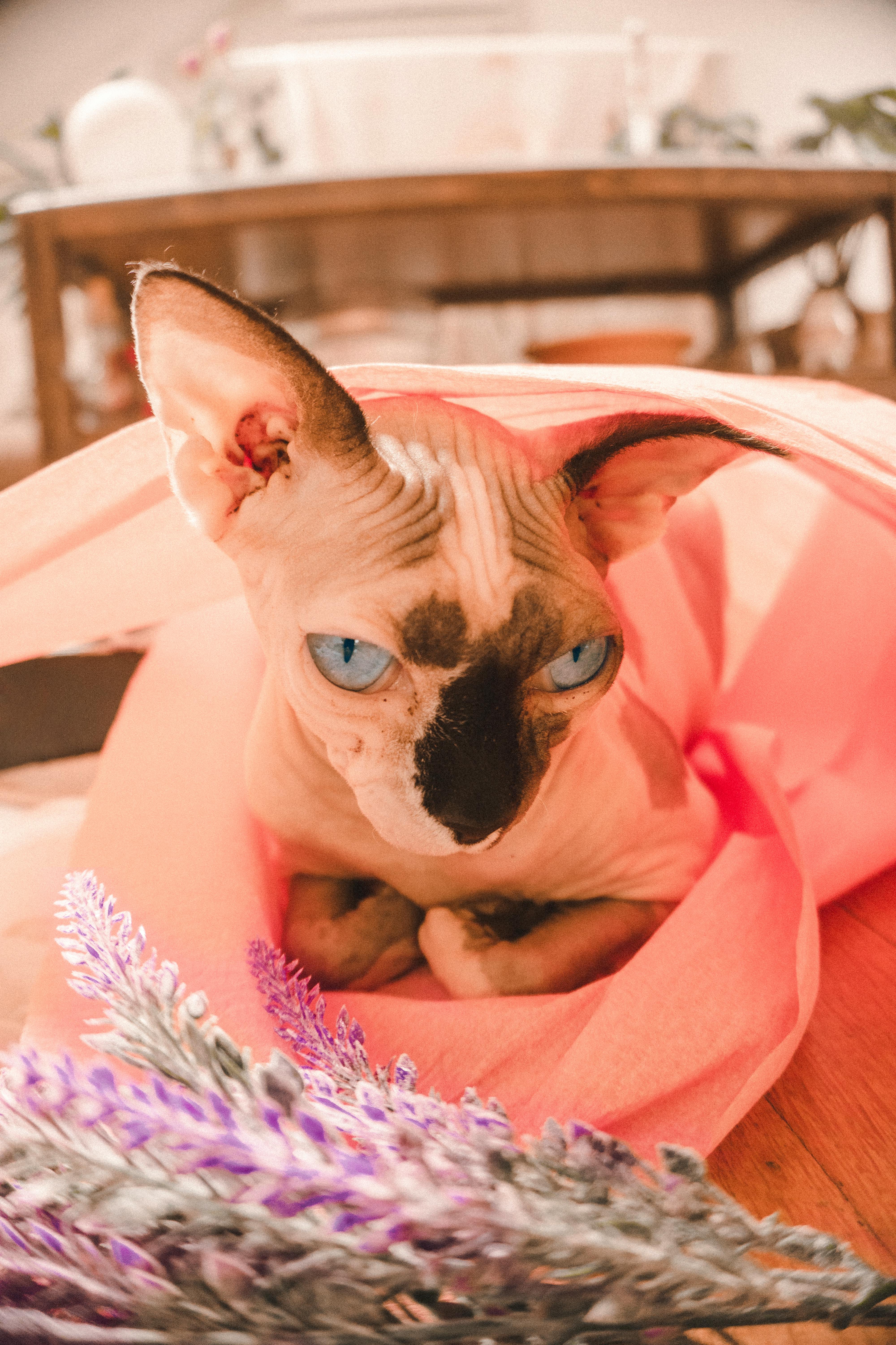 Close-up Photo of Sphynx Cat · Free Stock Photo