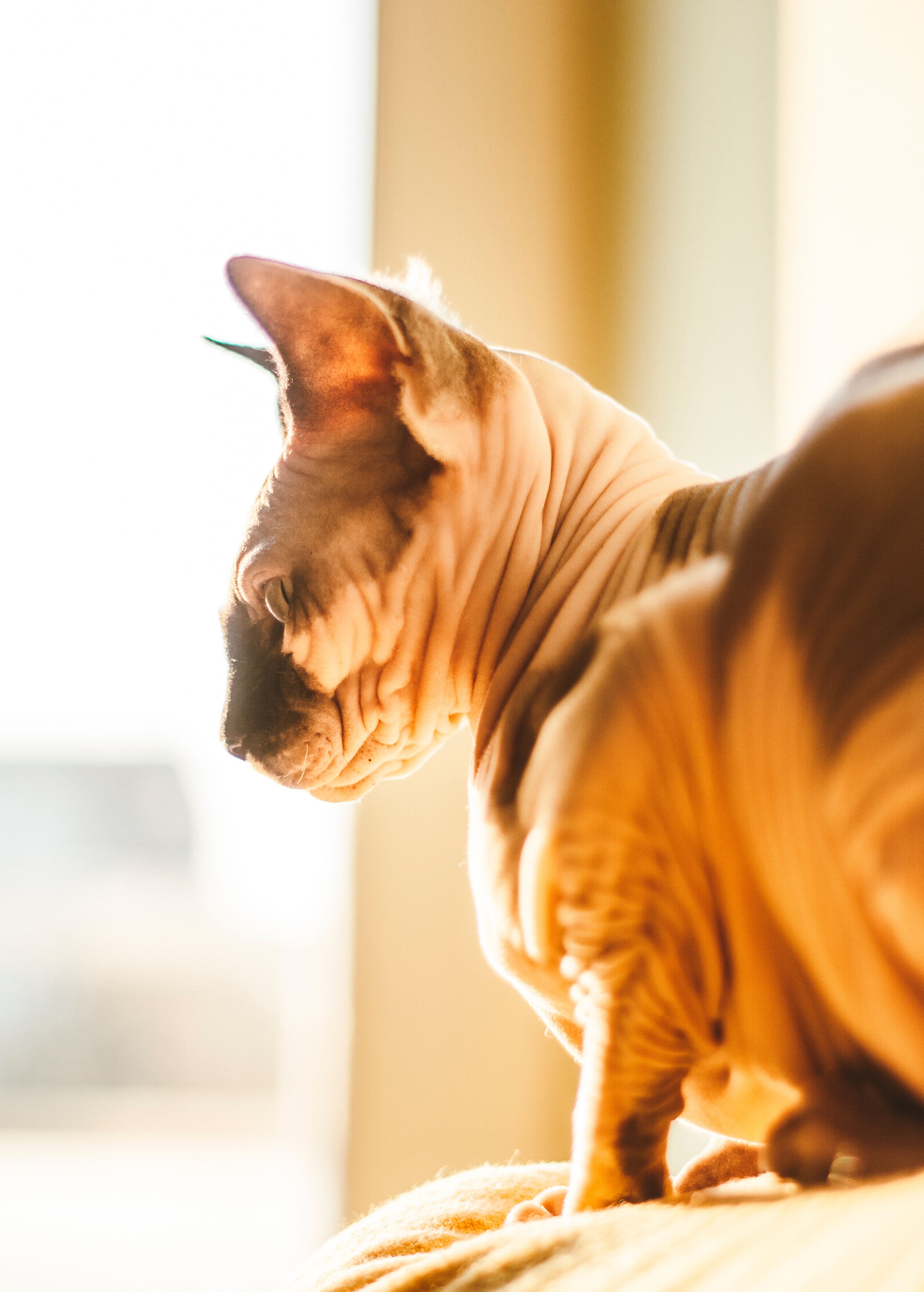 Sphinx Cat Photos, Download The BEST Free Sphinx Cat Stock Photos & HD ...