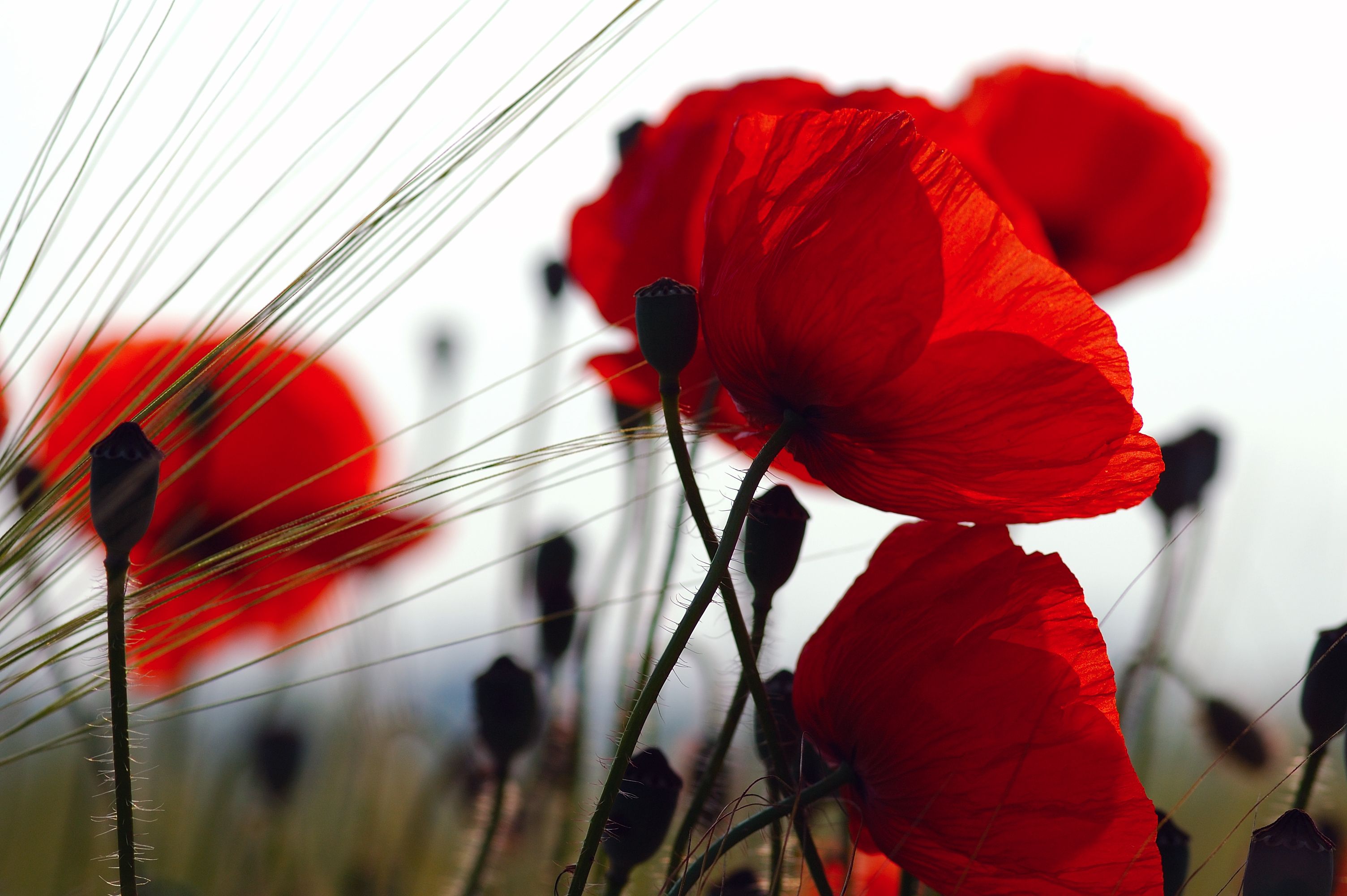 Red Flowers in Clear Glass Vase · Free Stock Photo