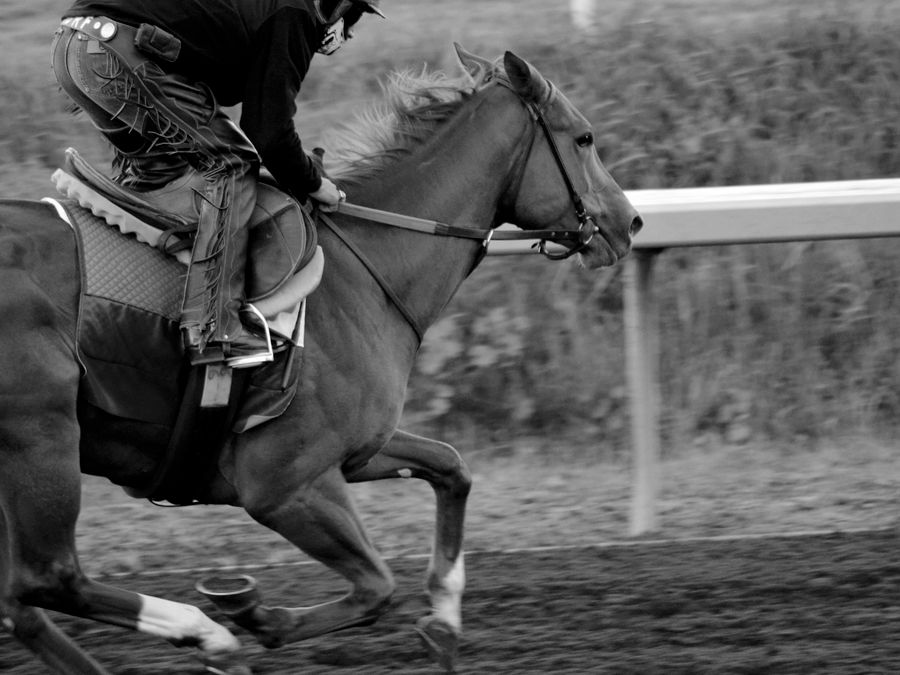 What Does 9 5 Mean In Horse Racing What Does 9 5 Mean In Horse Racing