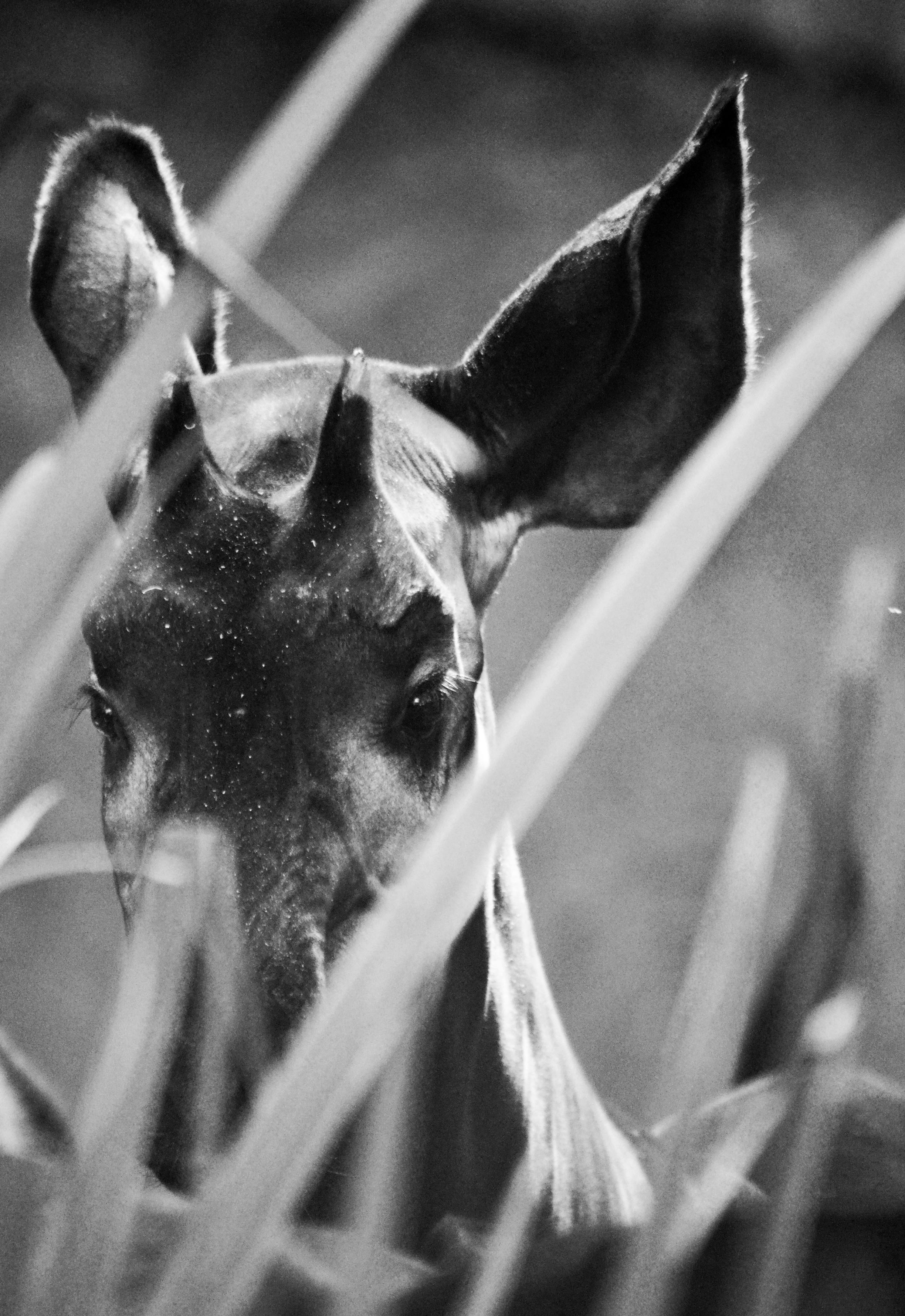 Grayscale Photo of a Deer · Free Stock Photo