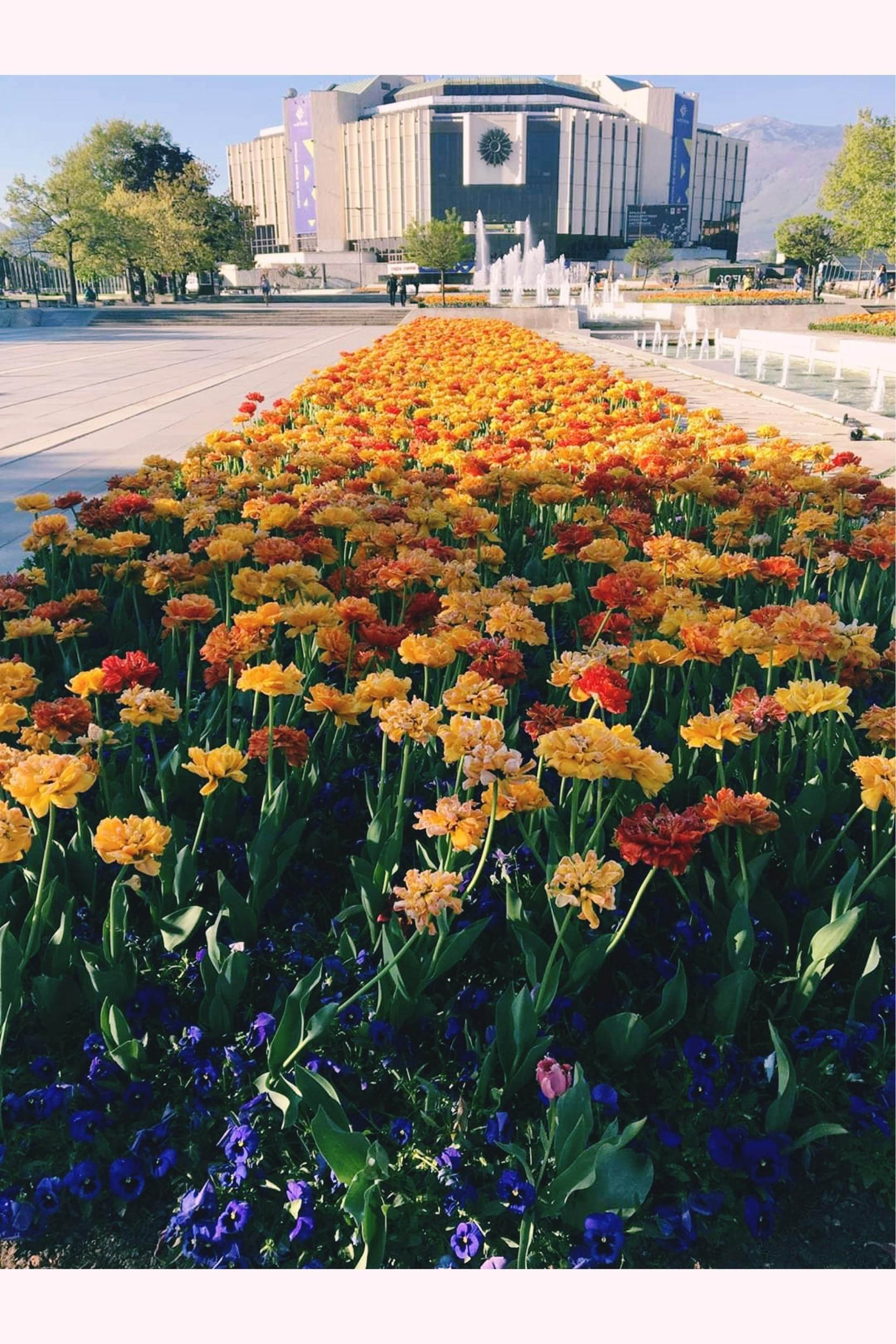 Flowers 6 Photos & Videos Collected by Gerlie Ramis