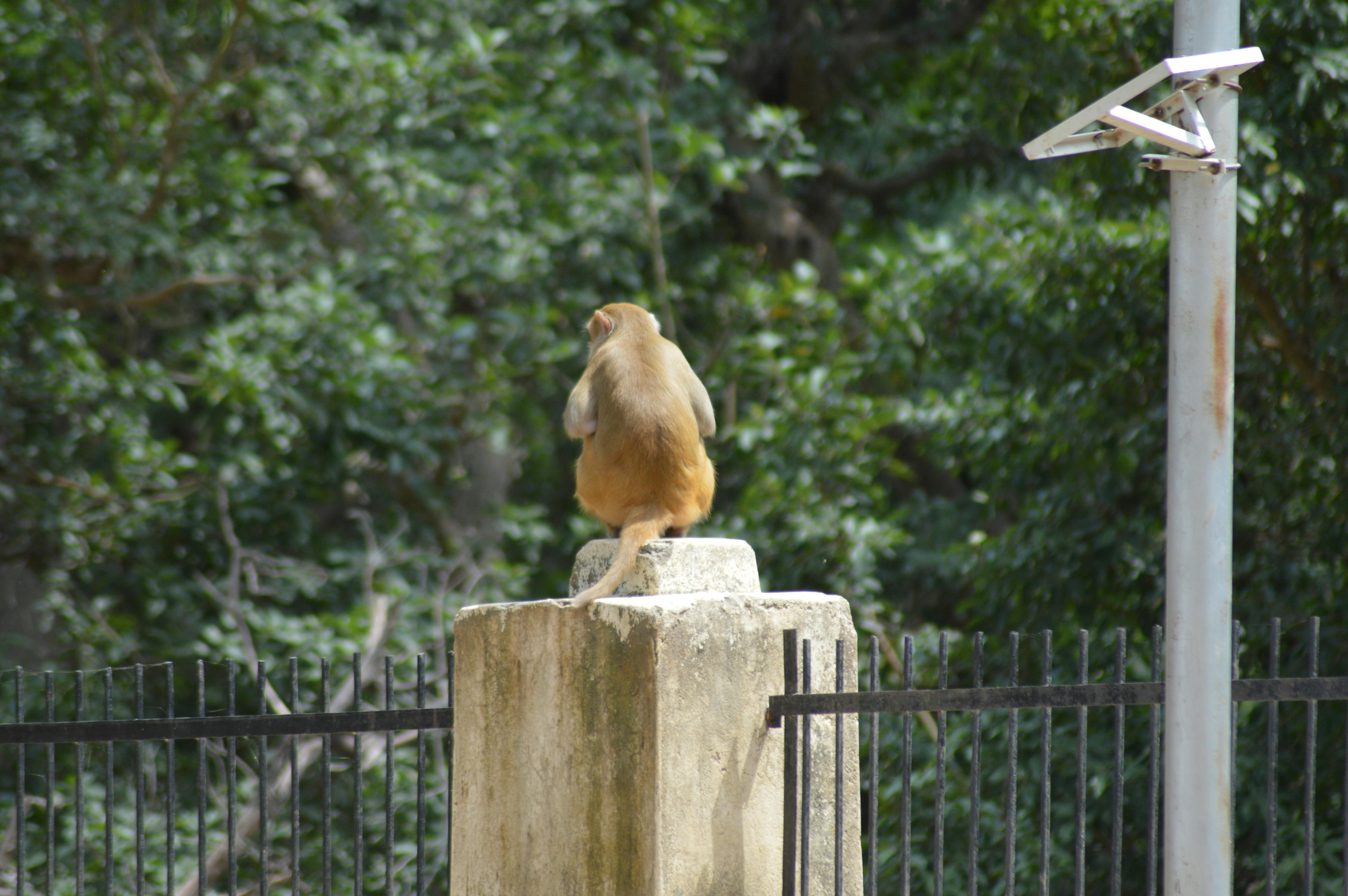 Kostenloses Foto zum Thema: affe, affe sitzend, affe zurÃ¼ck