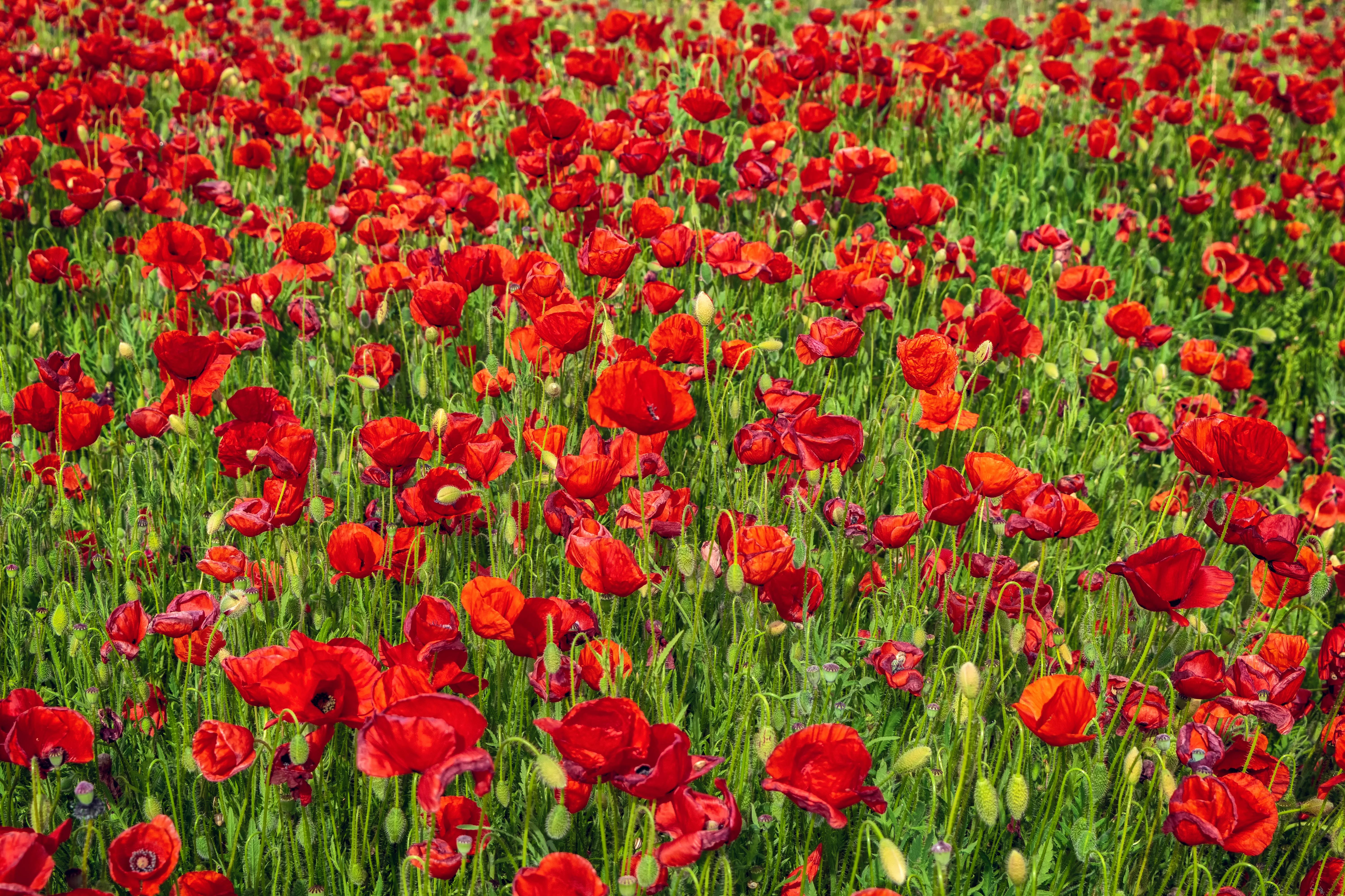 A Red Poppy Flowers on the Field · Free Stock Photo