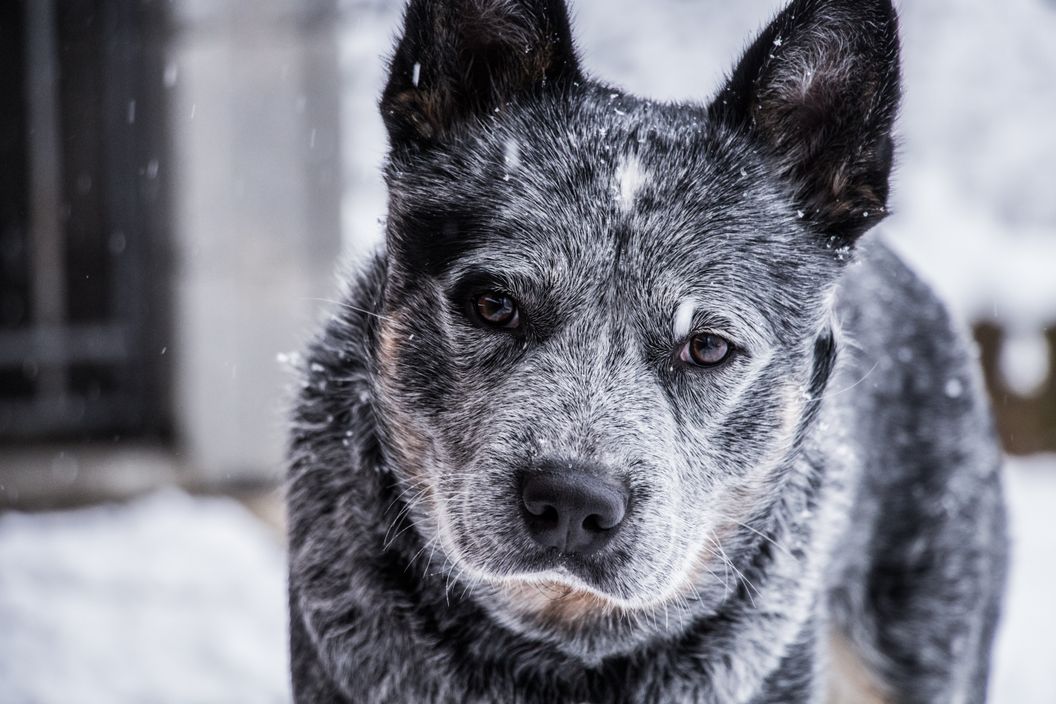 Cow Hocked Dog: Understanding Health and Mobility Issues