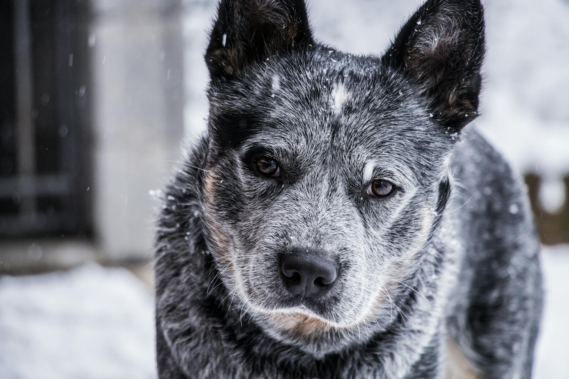 Meet the Australian Cattle Dog Dingo: A Rare Breed Revealed
