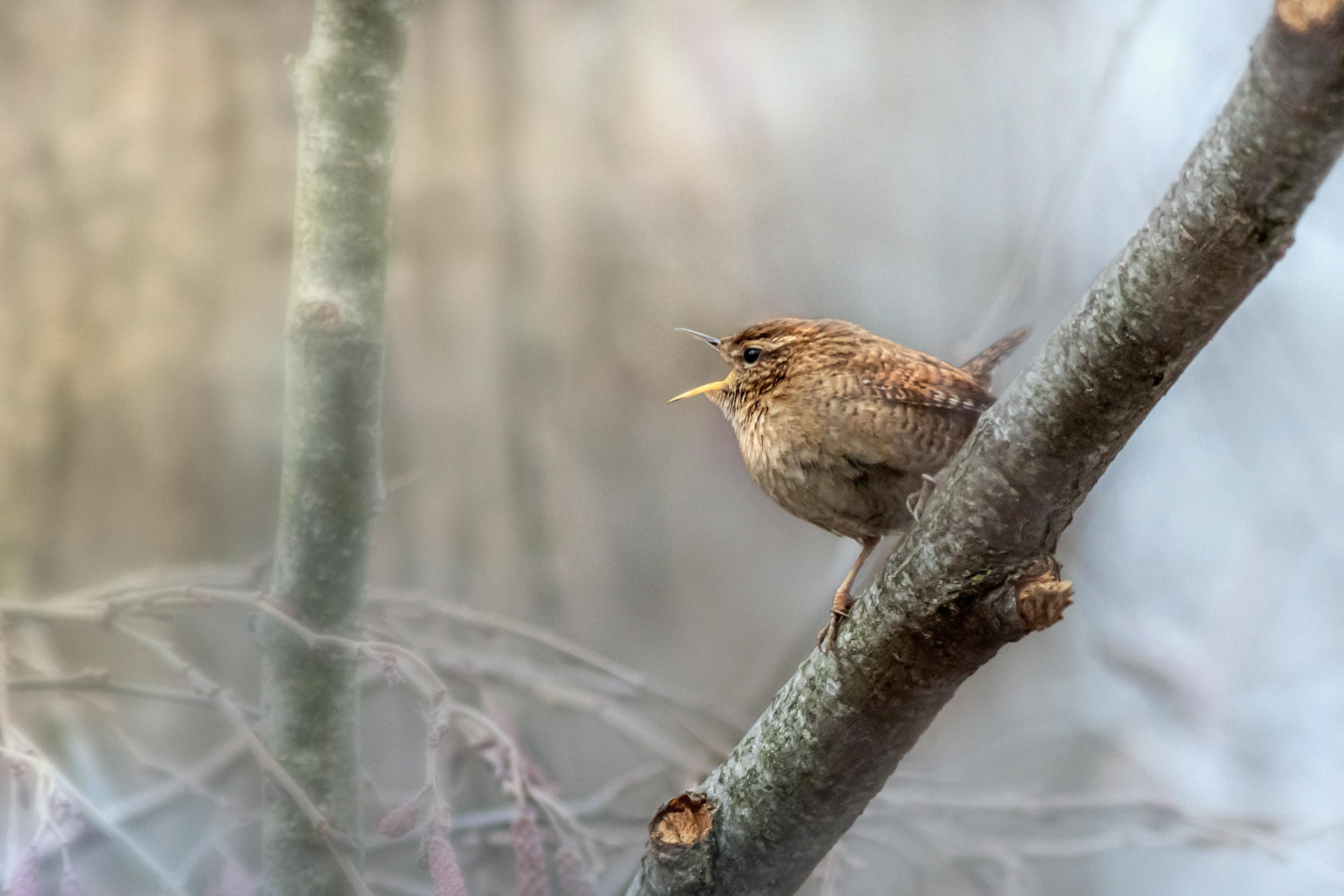 20+ Best Wren Photos · 100% Free Download · Pexels Stock Photos