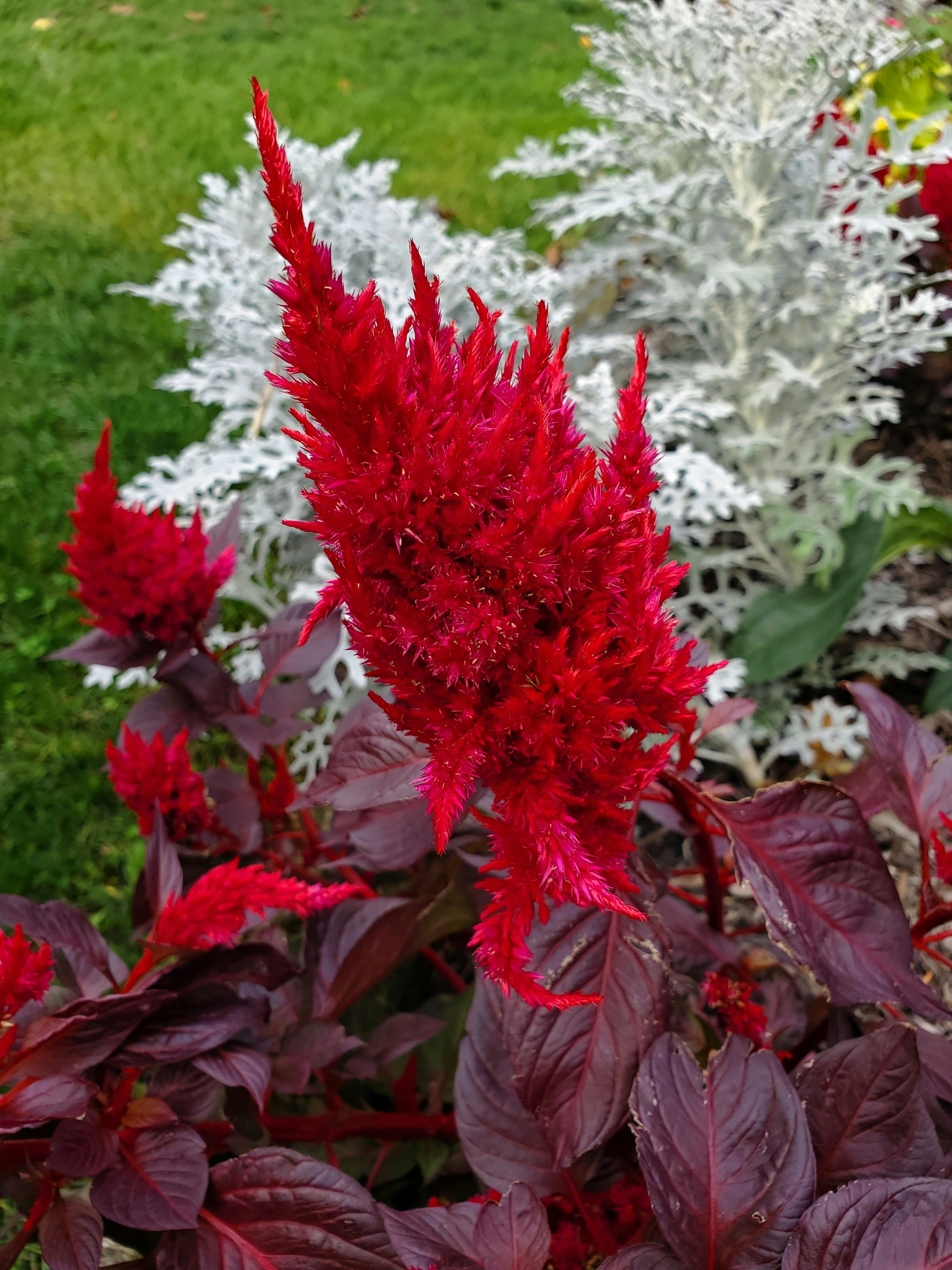 Royal Jones - 写真