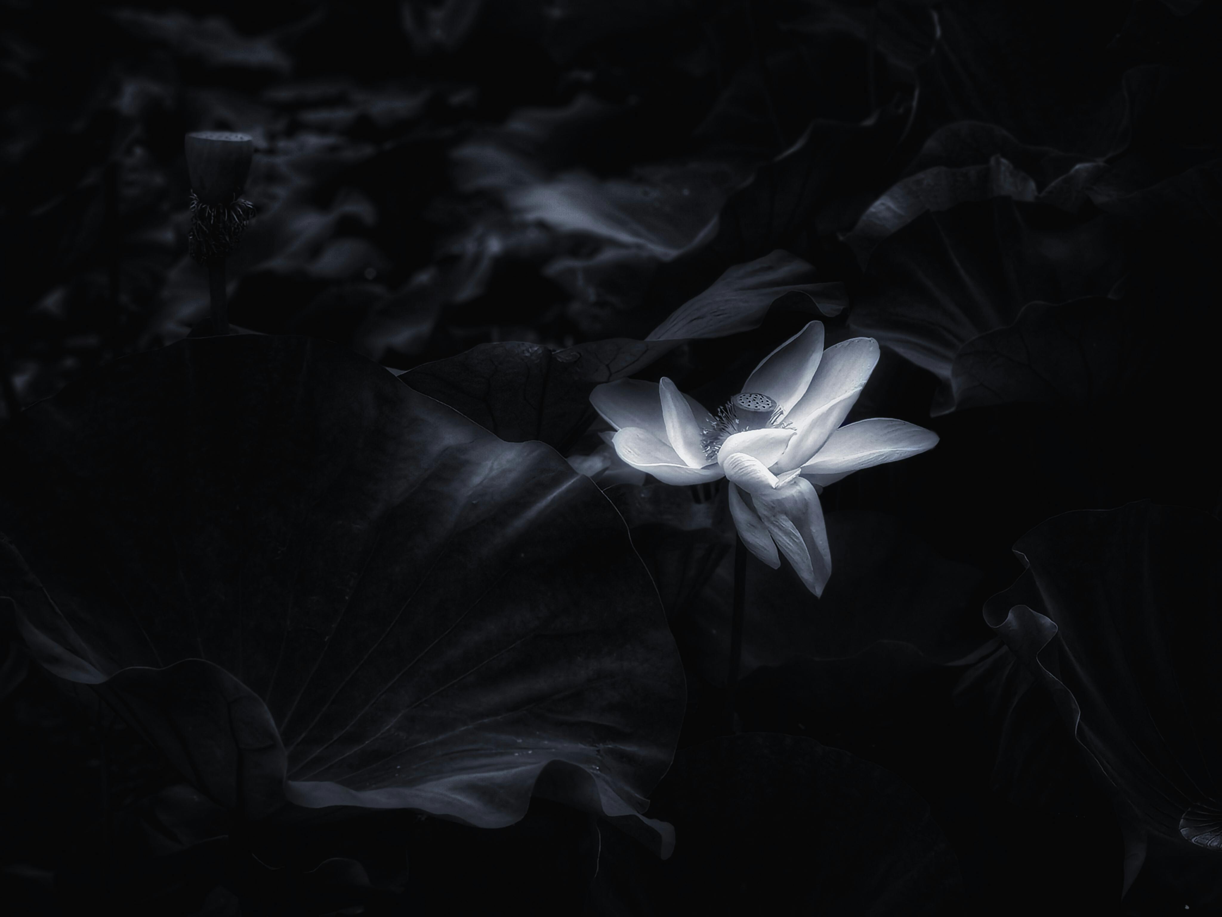 Ai Tanaka - Photography