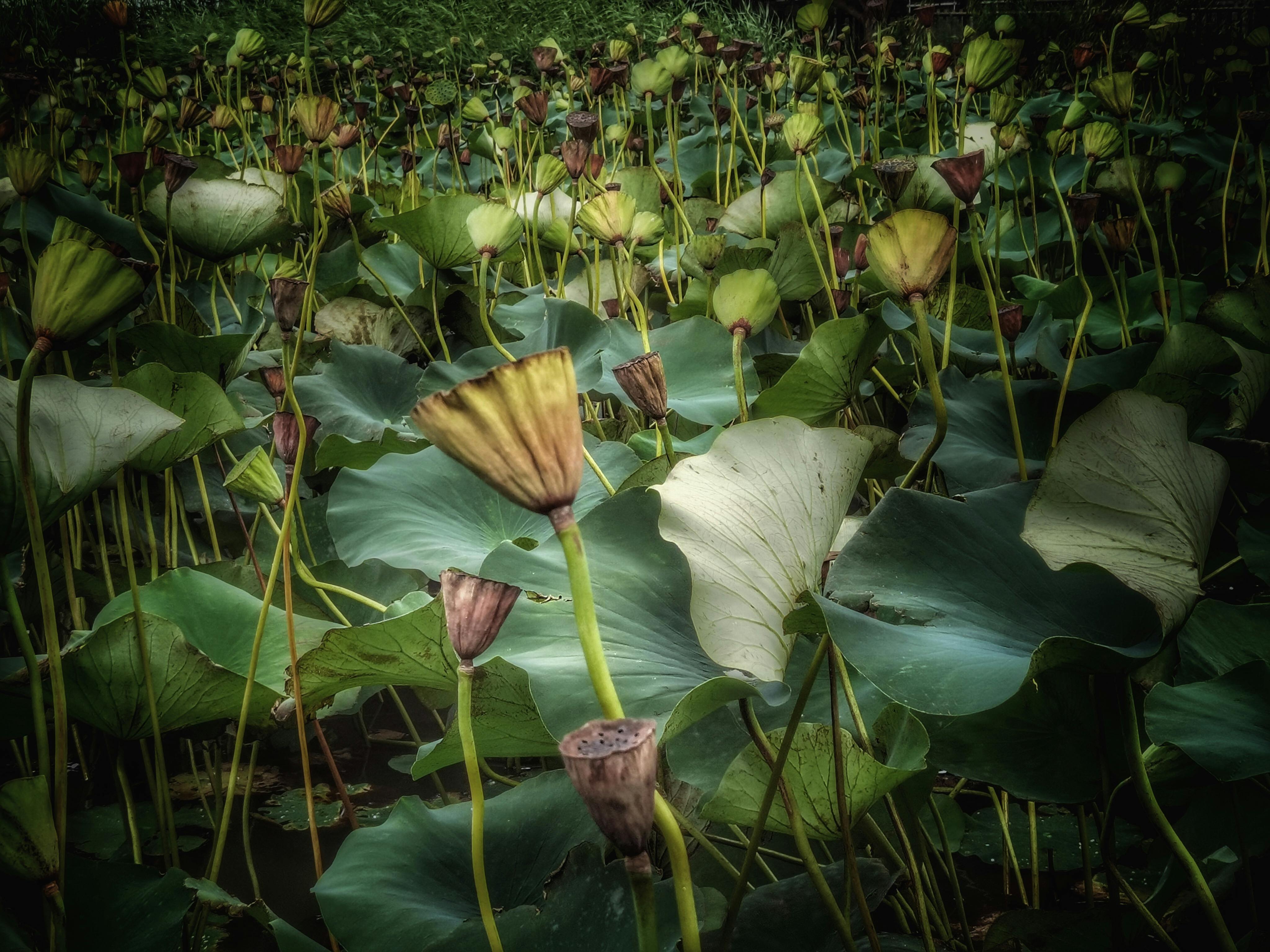 Ai Tanaka - Photography