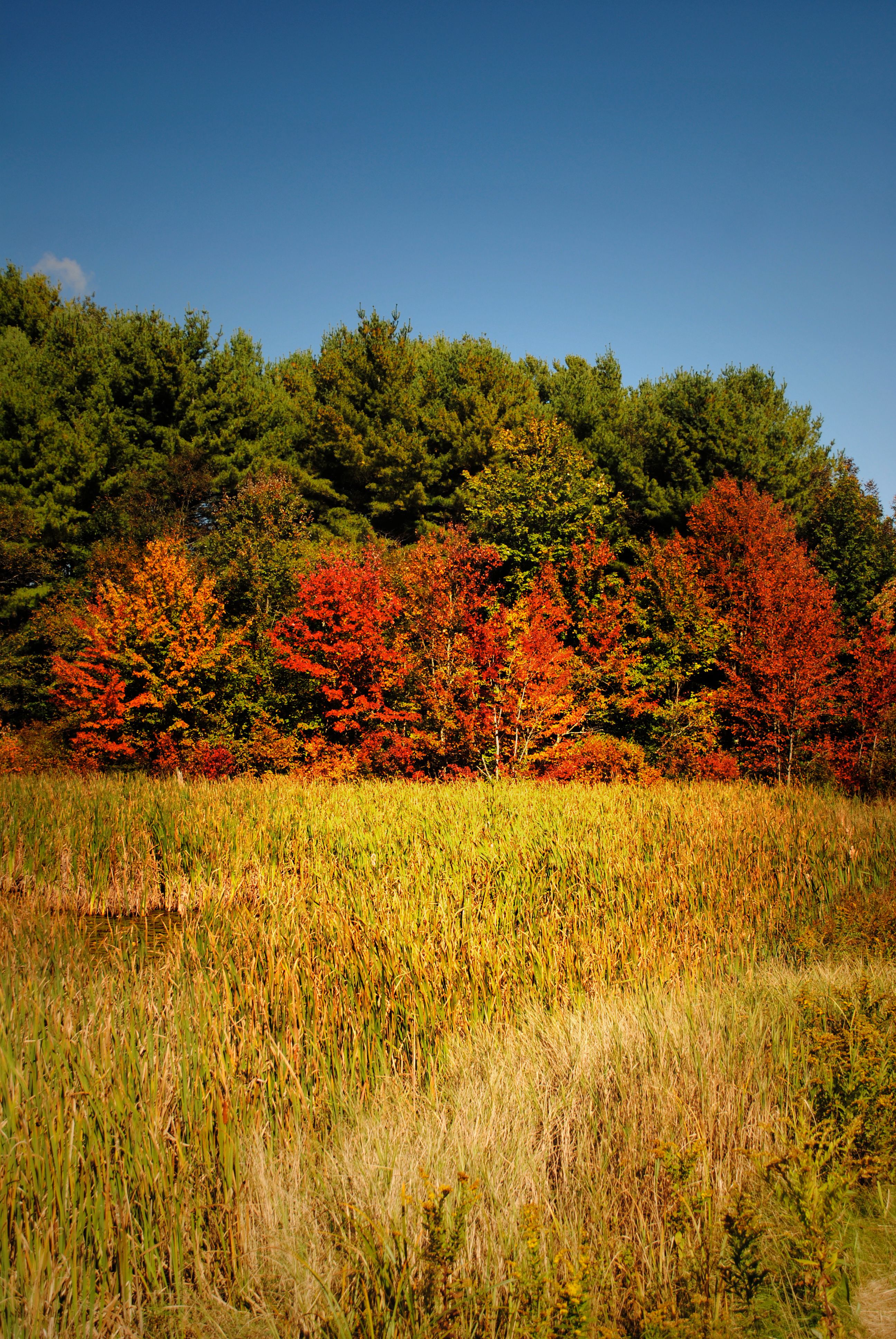 View of beautiful fall forest · Free Stock Photo