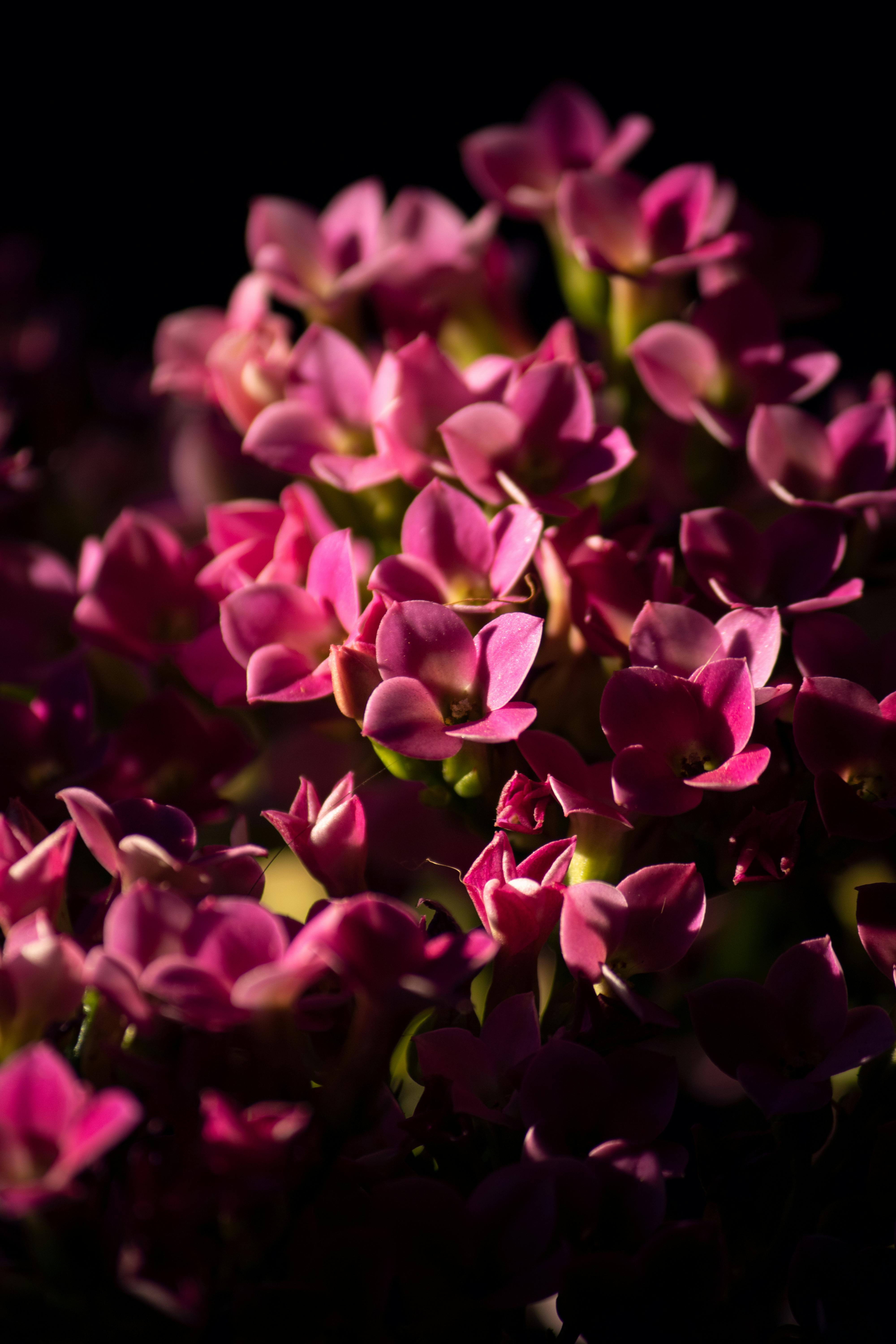 A Pink Pastel Flower · Free Stock Photo