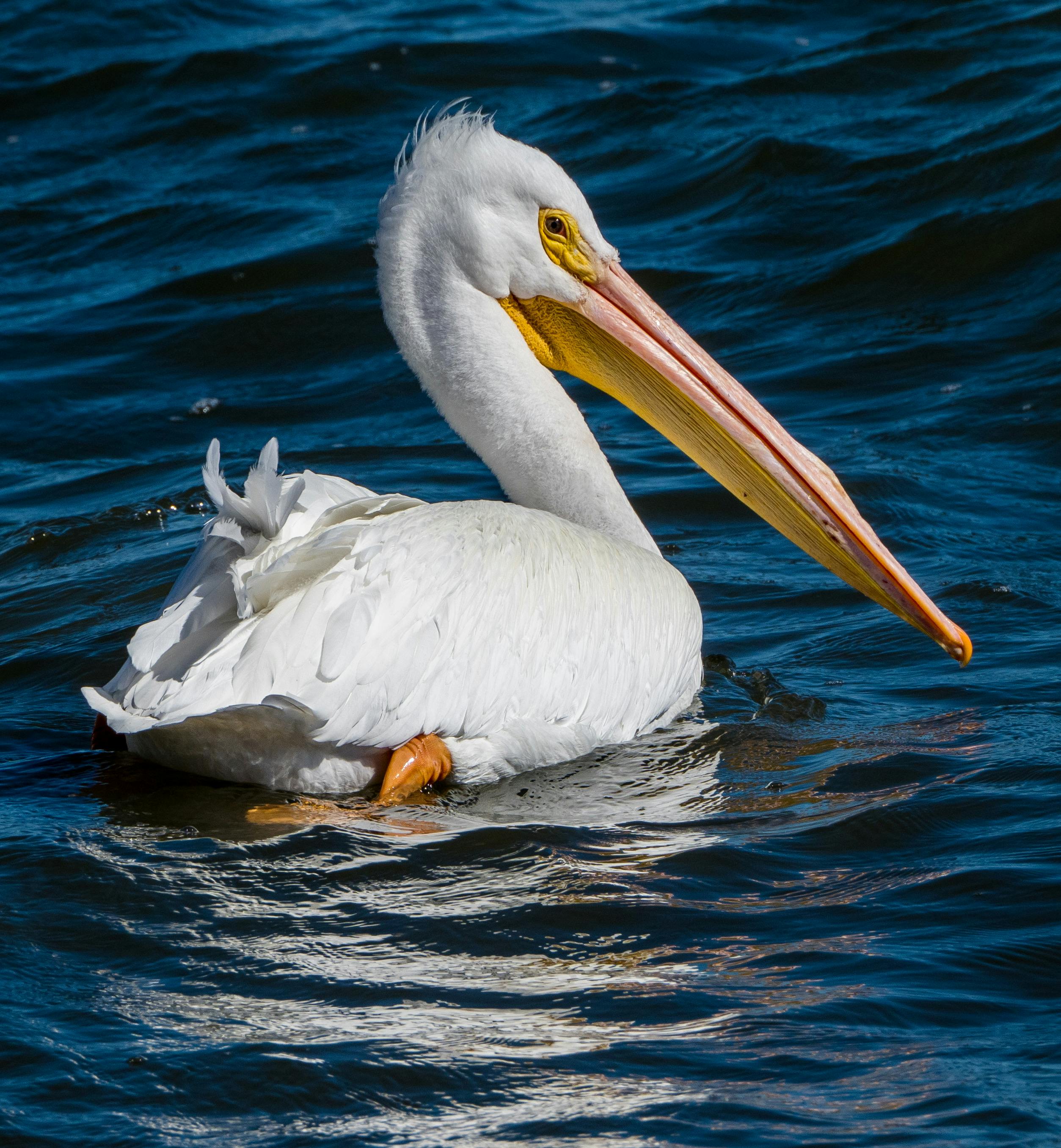 Close Up Shot of a Pelican · Free Stock Photo