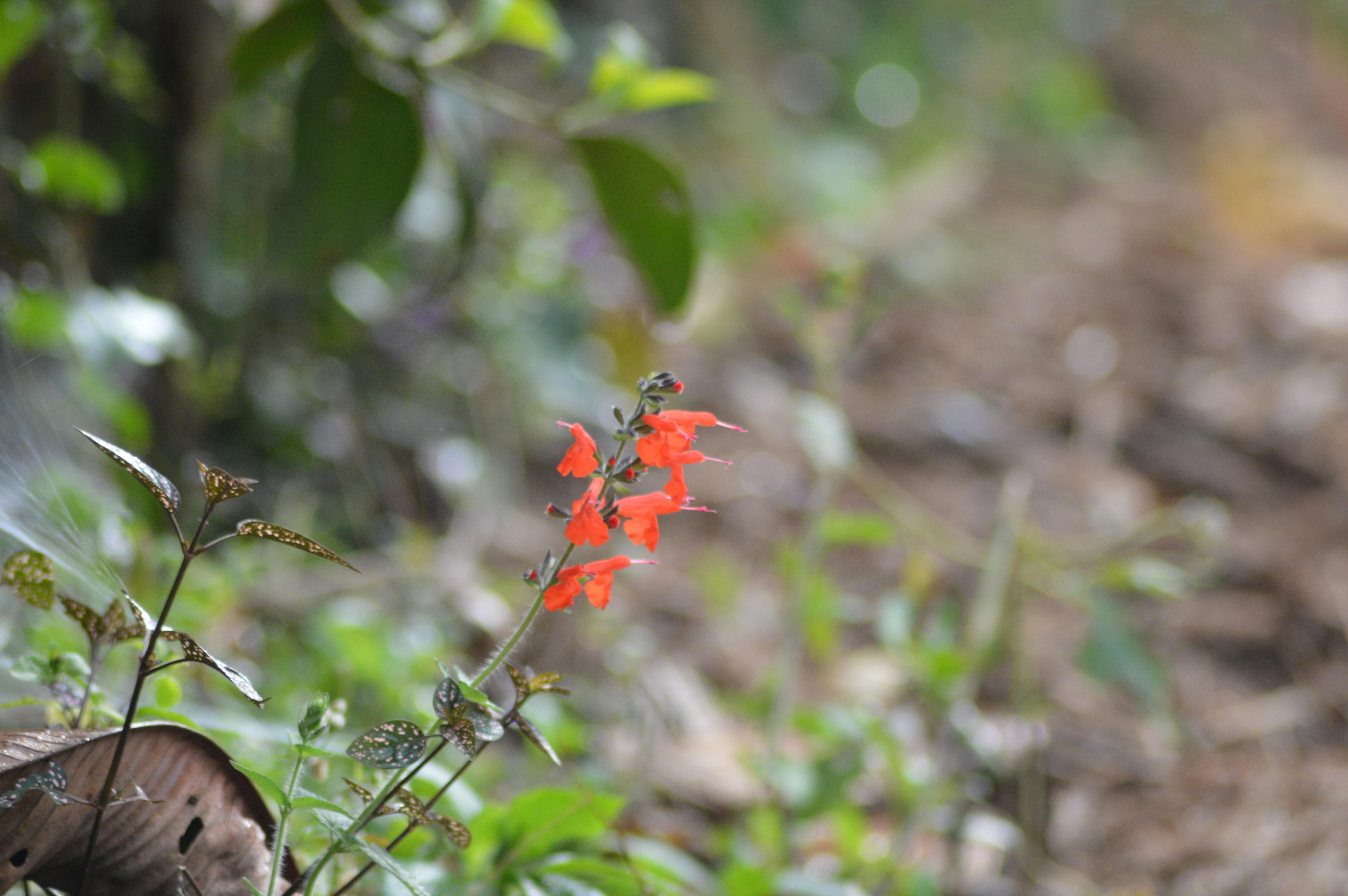 Free stock photo of flower, natue