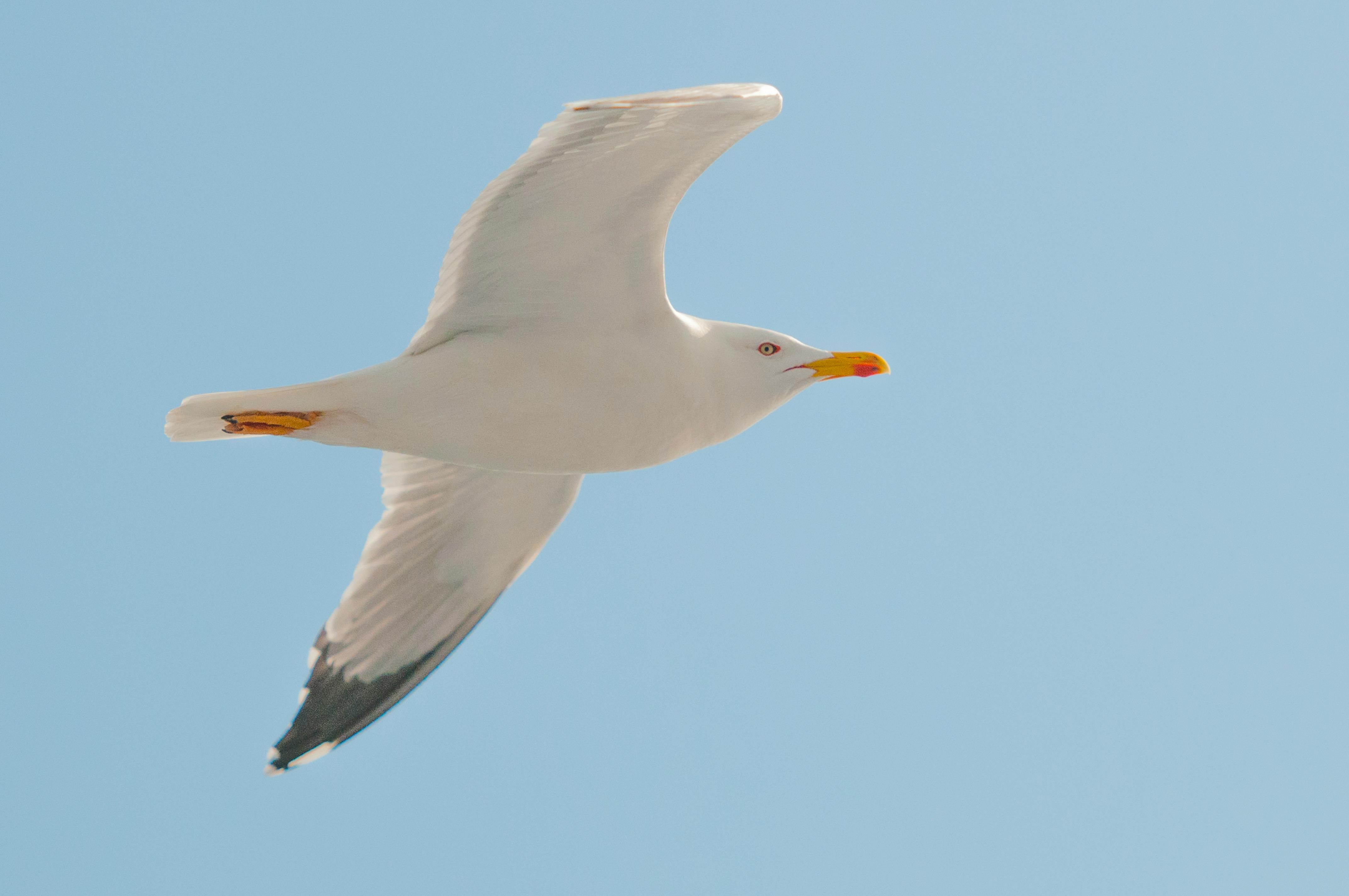 White Seagull Flying Under Clear Blue Sky · Free Stock Photo