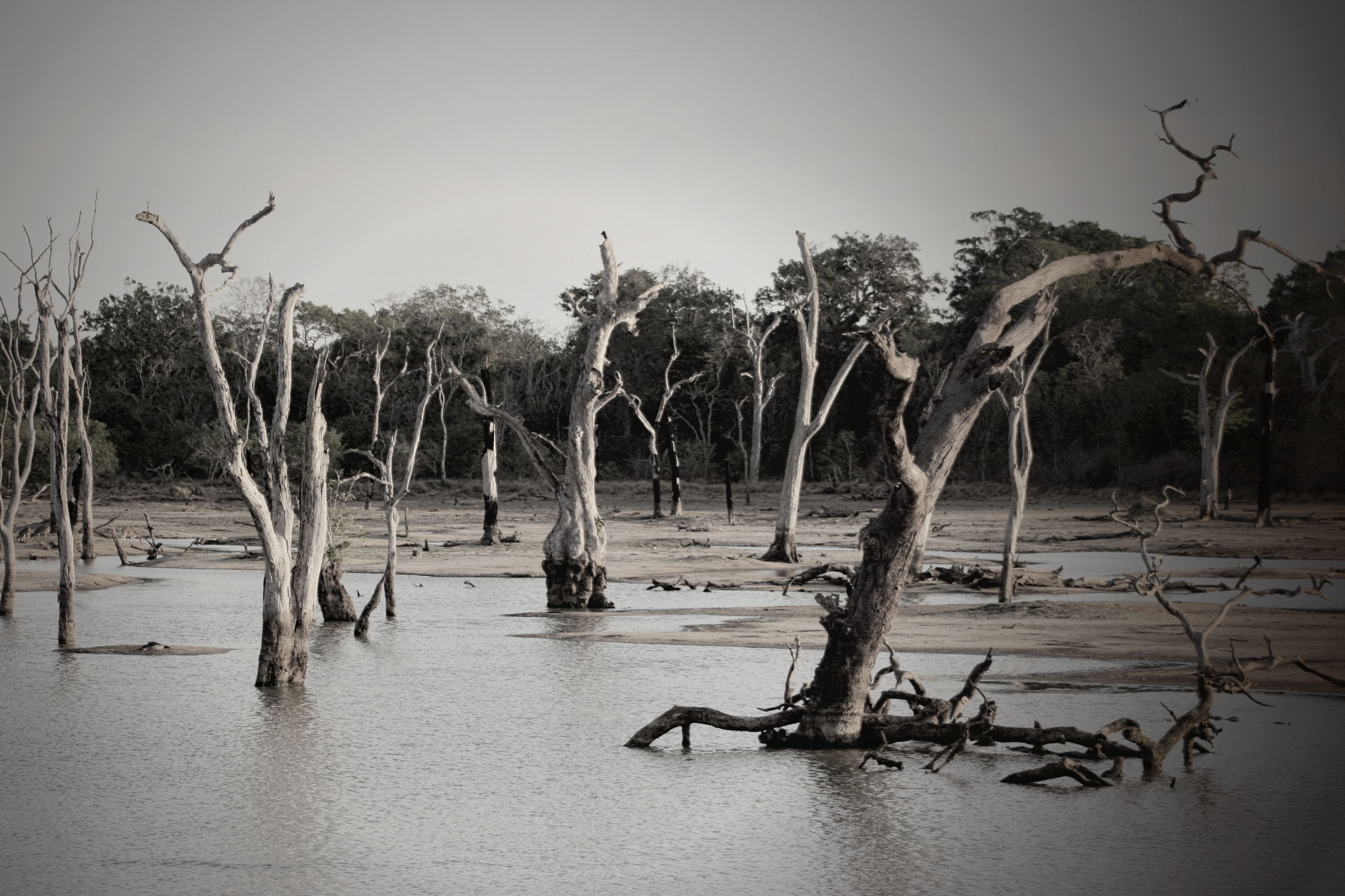 Gray Scale Photo of Trees · Free Stock Photo