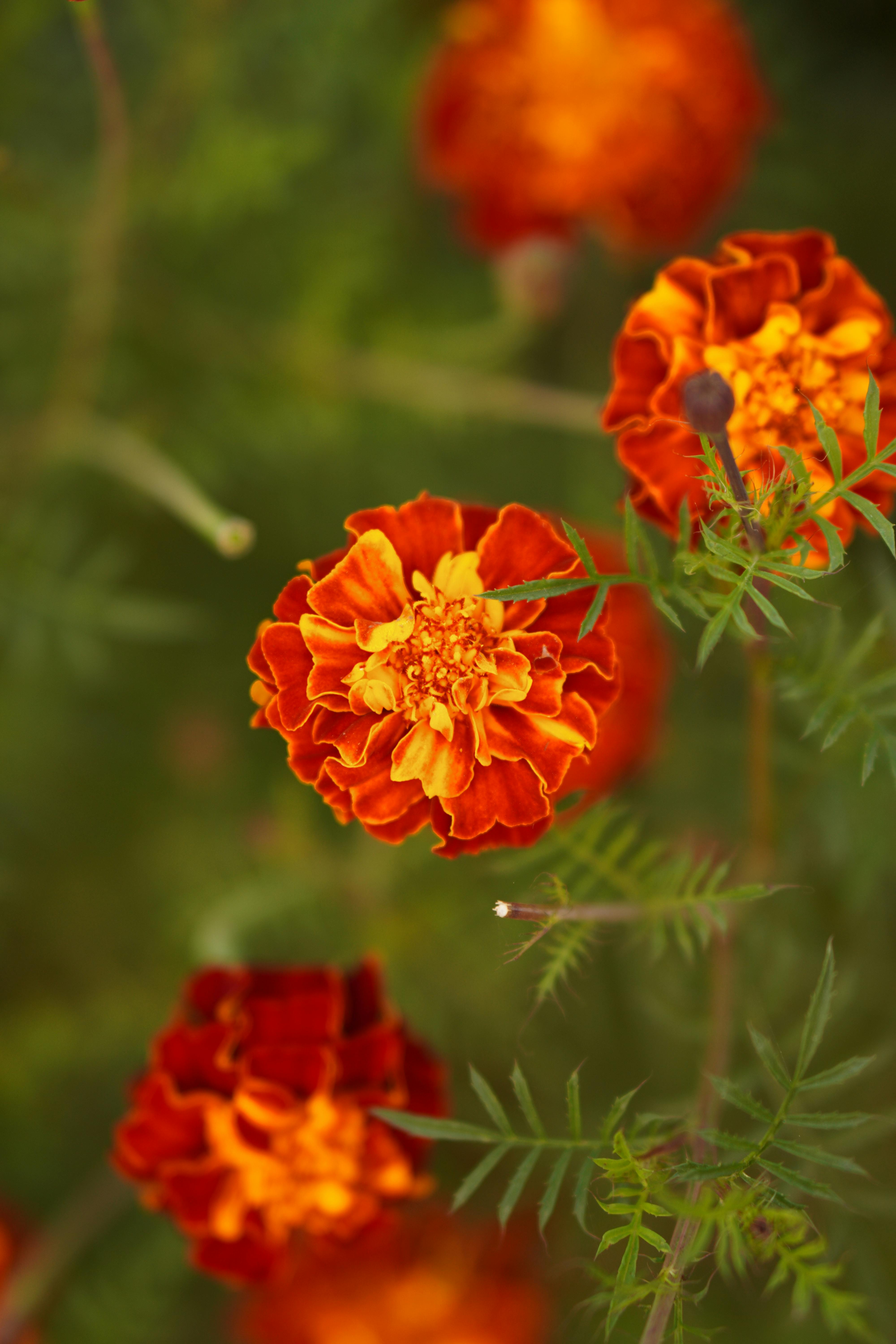 Photo of a Flower Field · Free Stock Photo