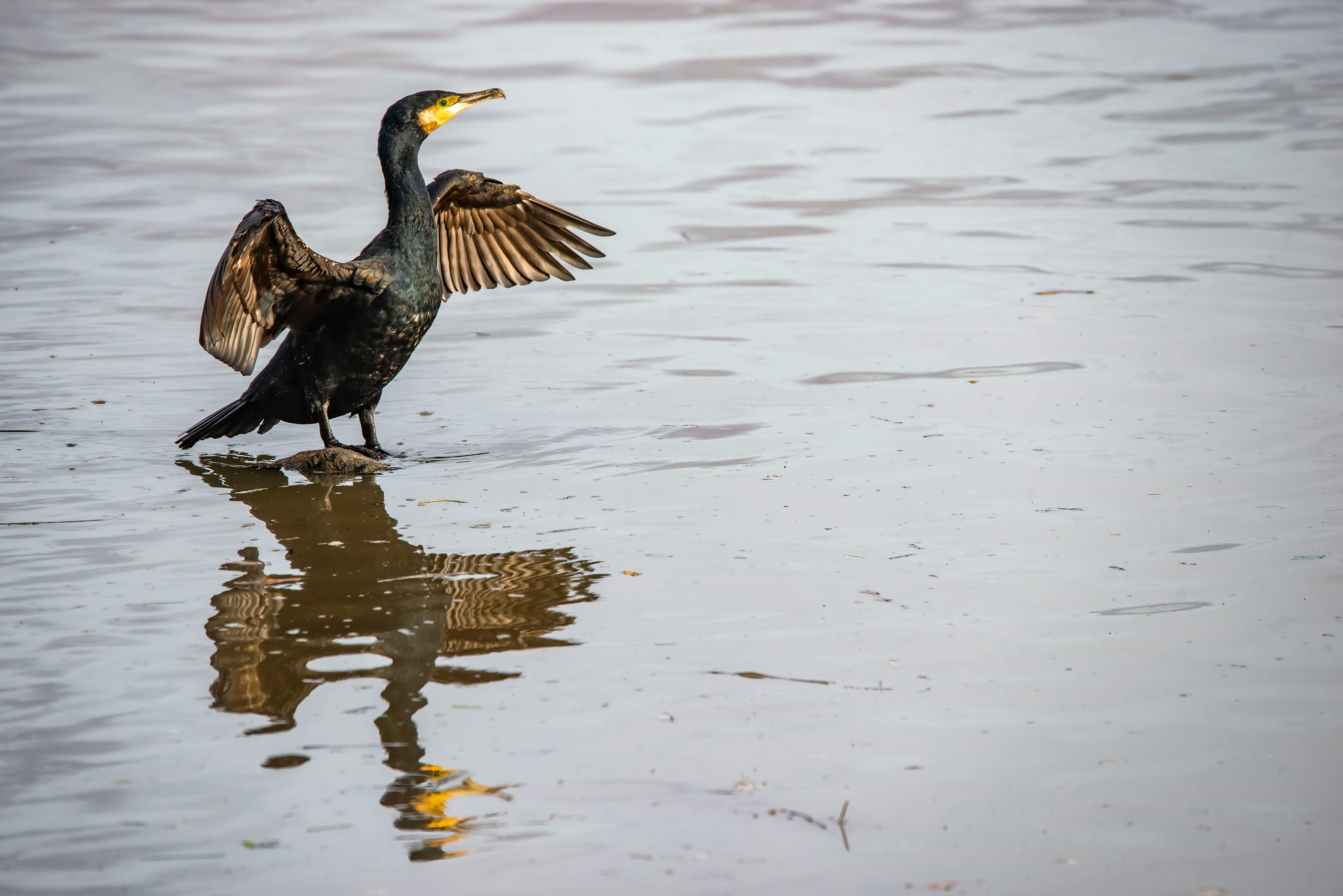 146+ Best Free Cormorant Stock Photos & Images · 100% Royalty-Free HD ...