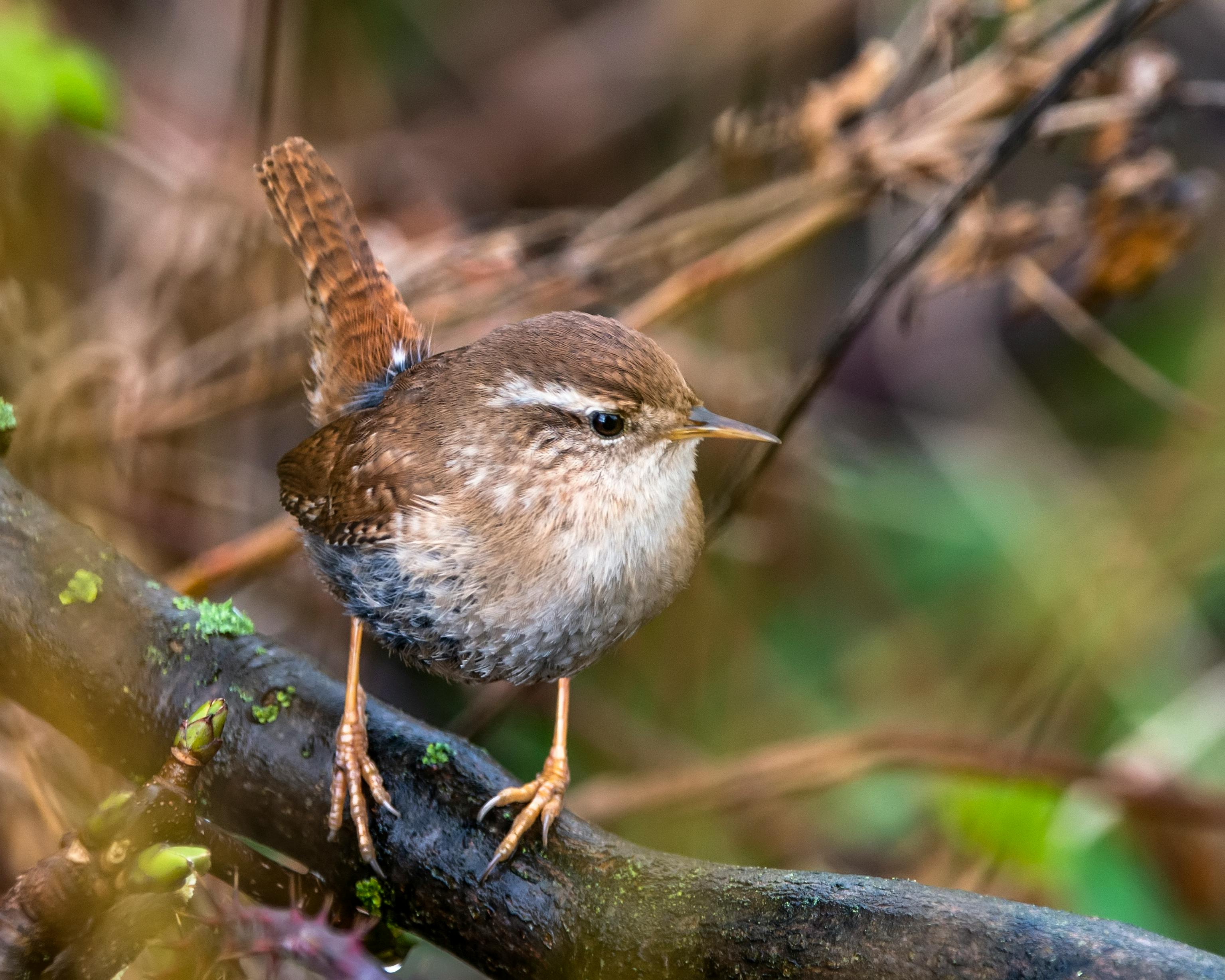 20+ Best Wren Photos · 100% Free Download · Pexels Stock Photos