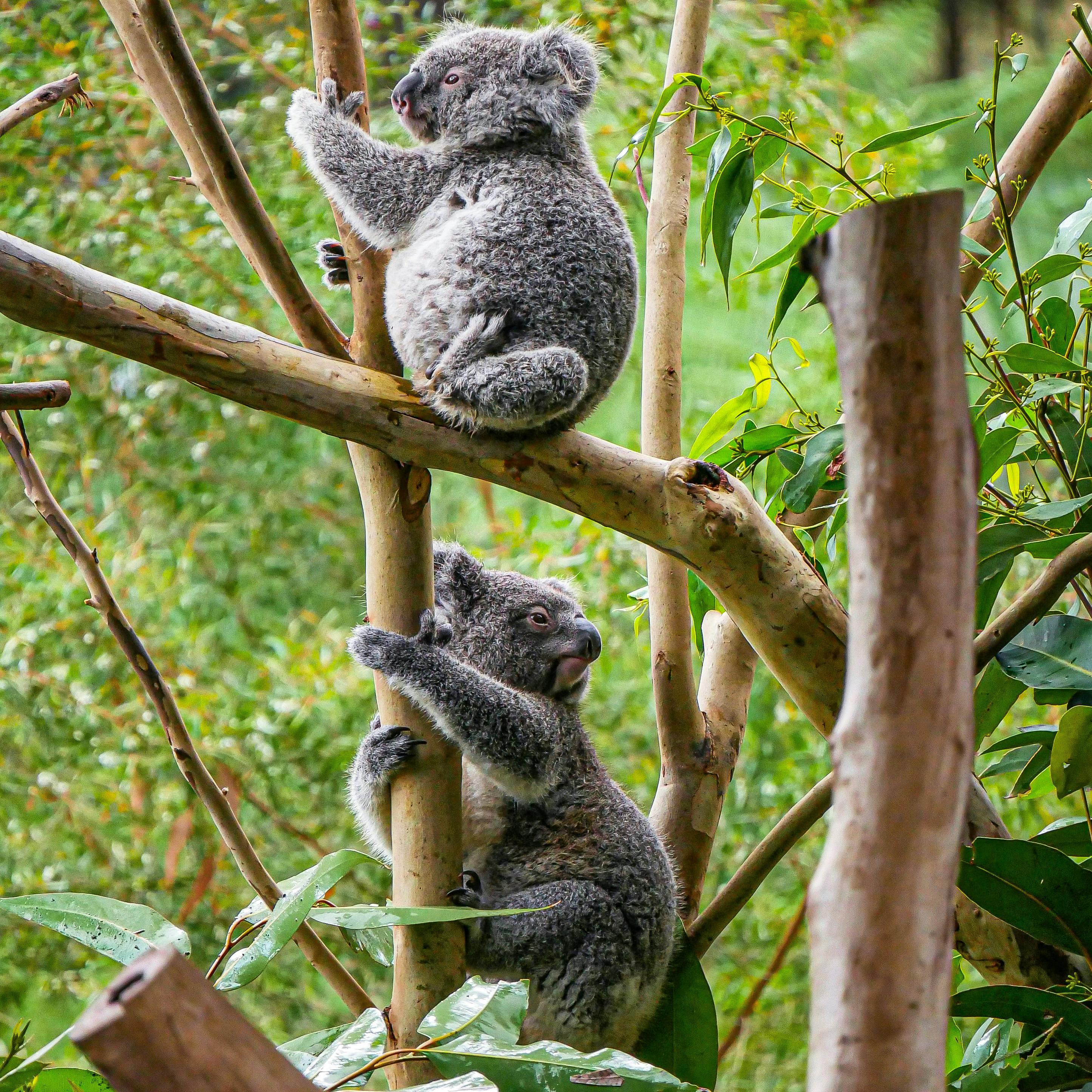 Koala Bears on Brown Wooden Tree Branches · Free Stock Photo