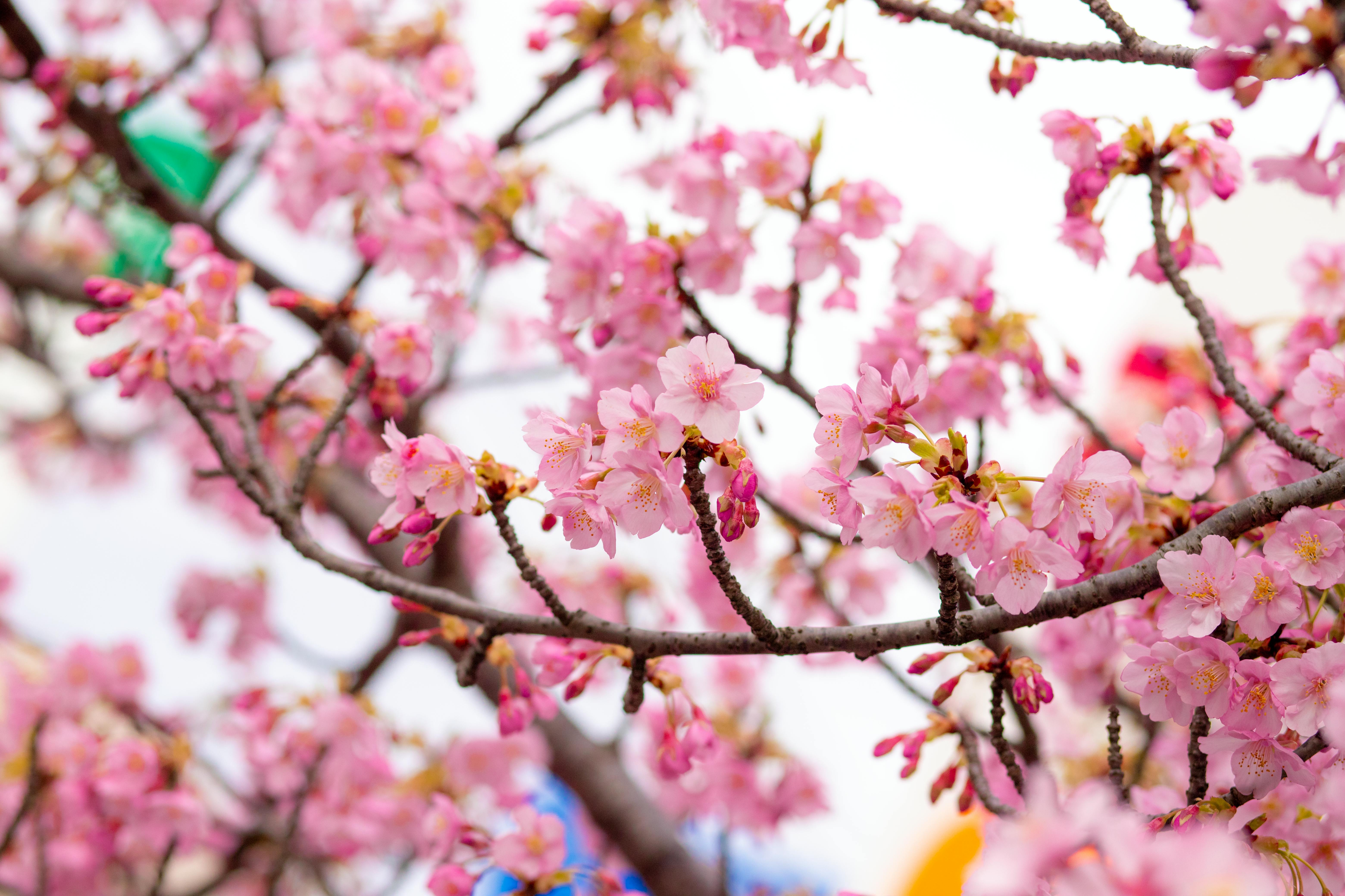 Close-Up View of Blooming Flowers · Free Stock Photo