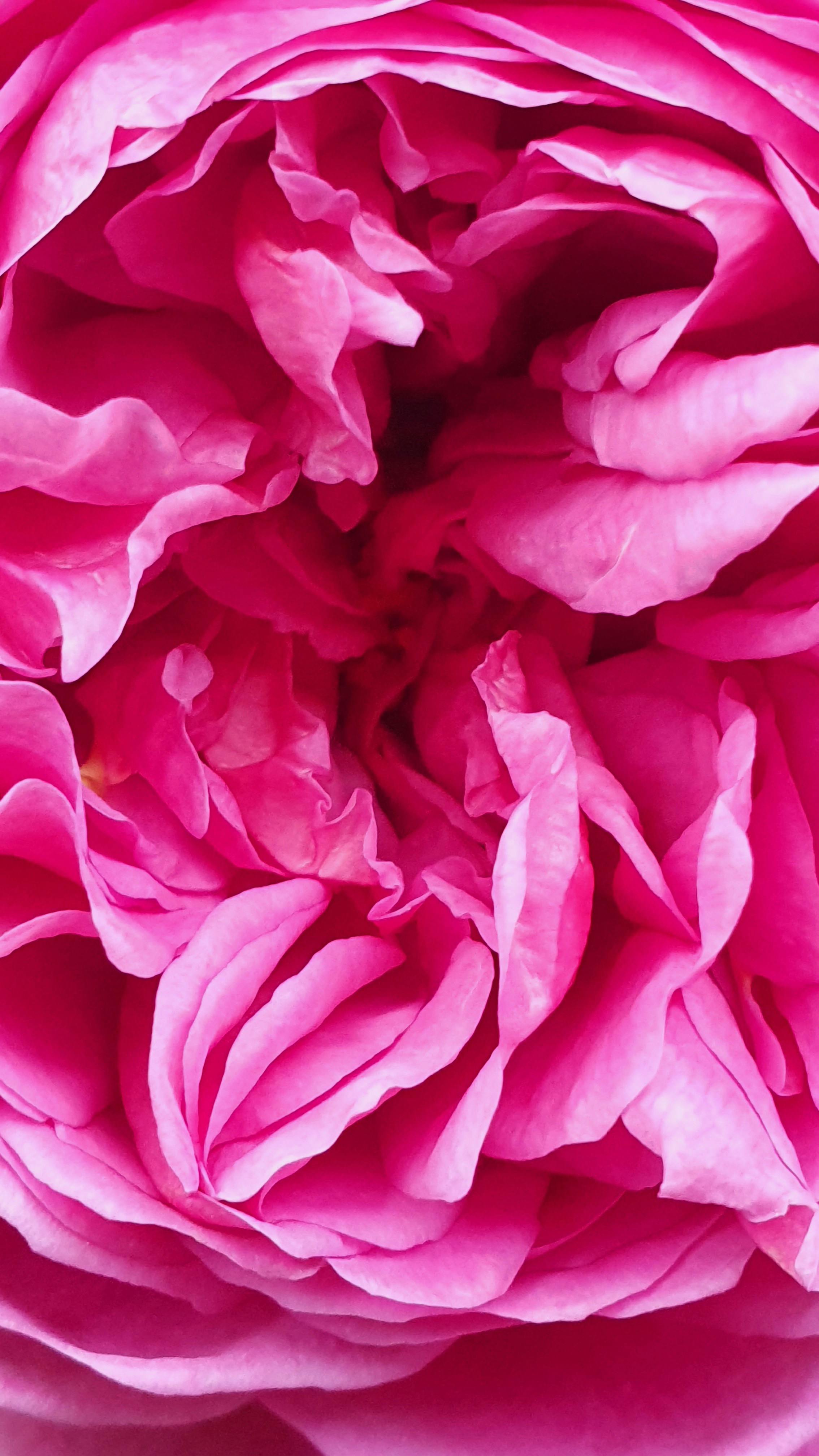 Pink Flowers in Close Up Photography · Free Stock Photo