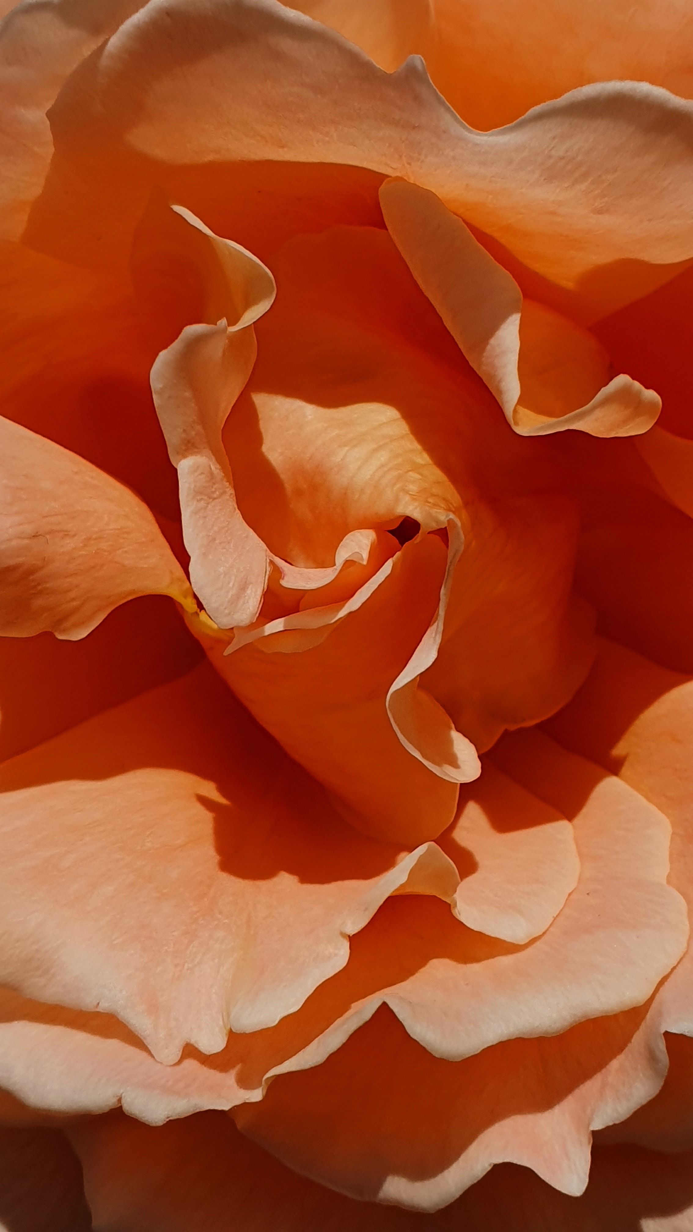 Flower in Puddle · Free Stock Photo