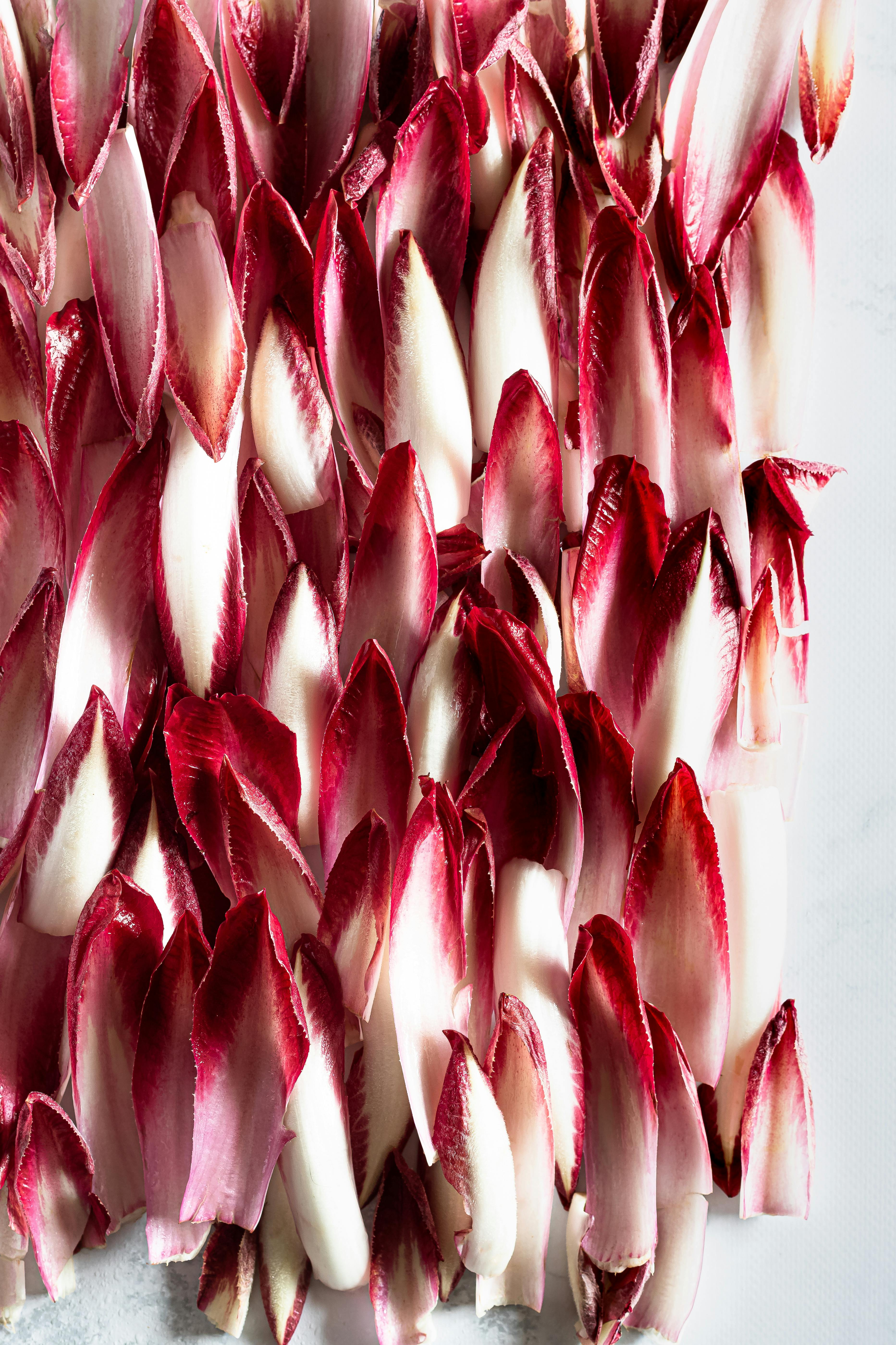 Red Chicory in Close Up Photography · Free Stock Photo