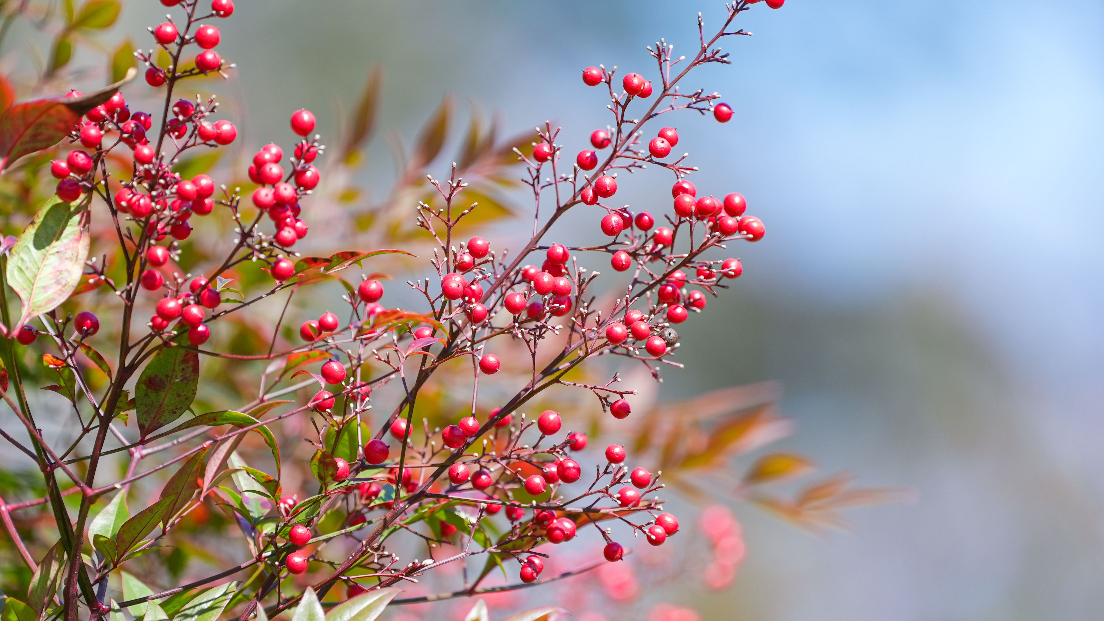 Agbiopix Photos, Download The BEST Free Agbiopix Stock Photos & HD Images