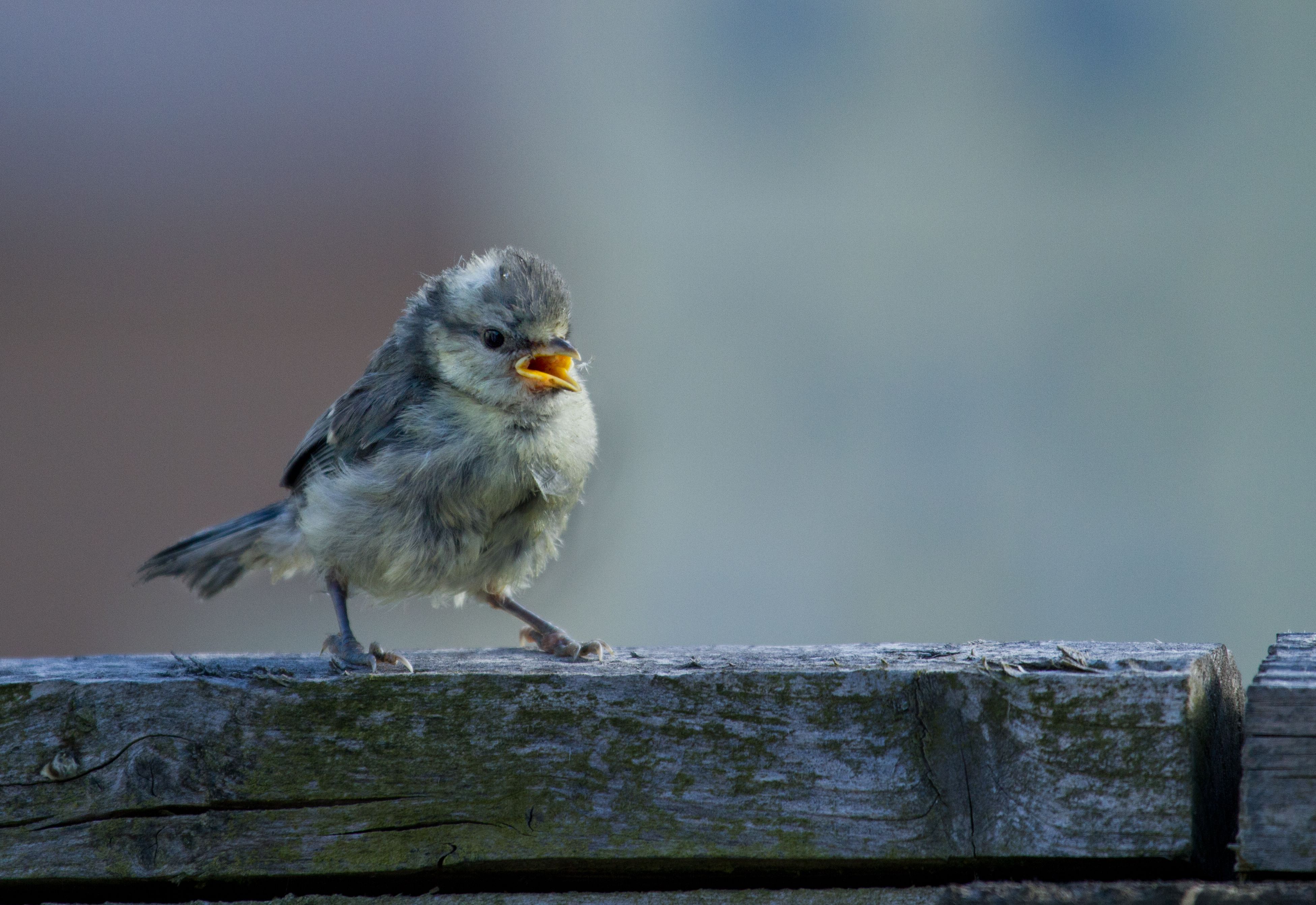 Yellow Chicks Photos, Download The BEST Free Yellow Chicks Stock Photos ...