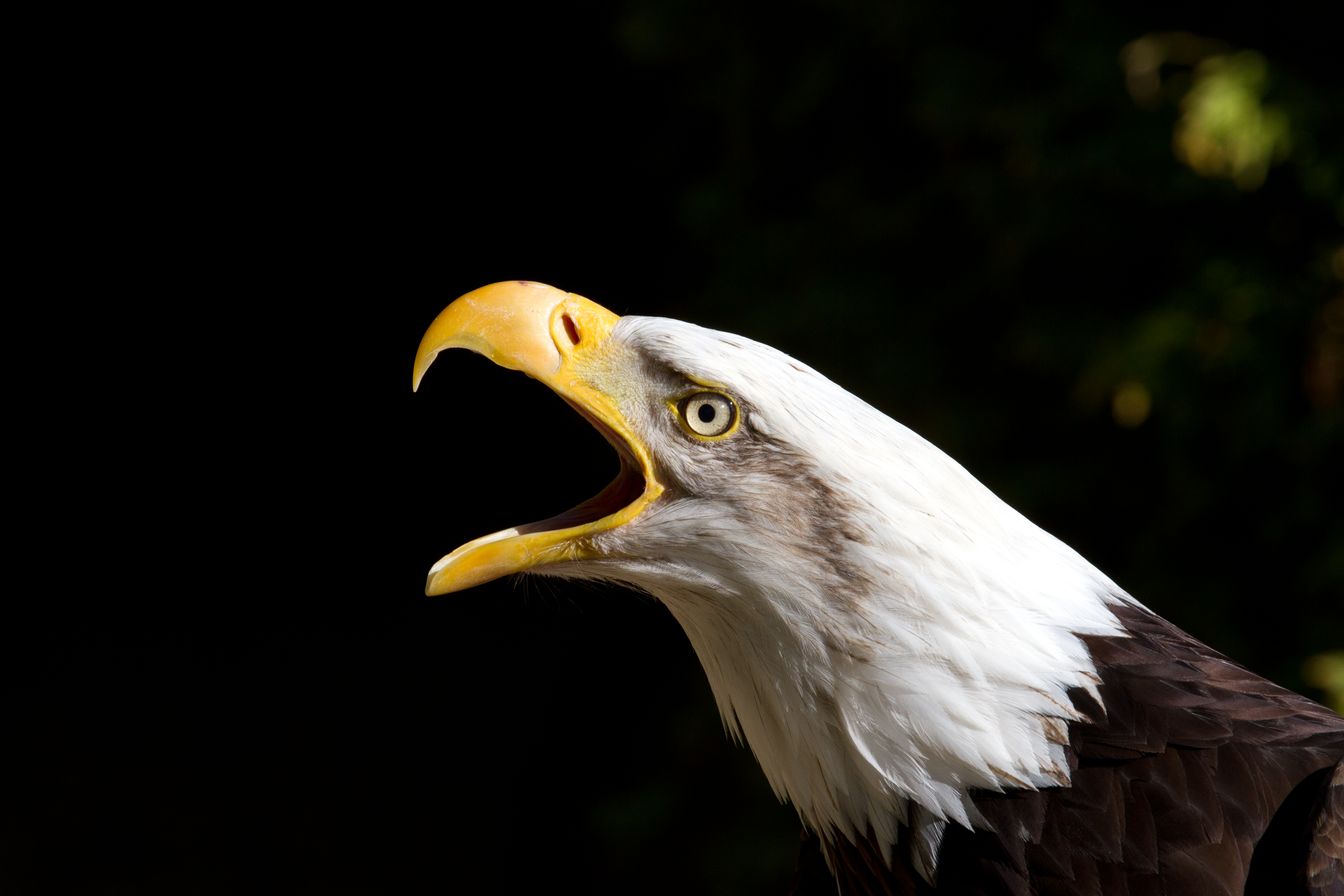 Master Bird Identification by Color with Our Easy Guide