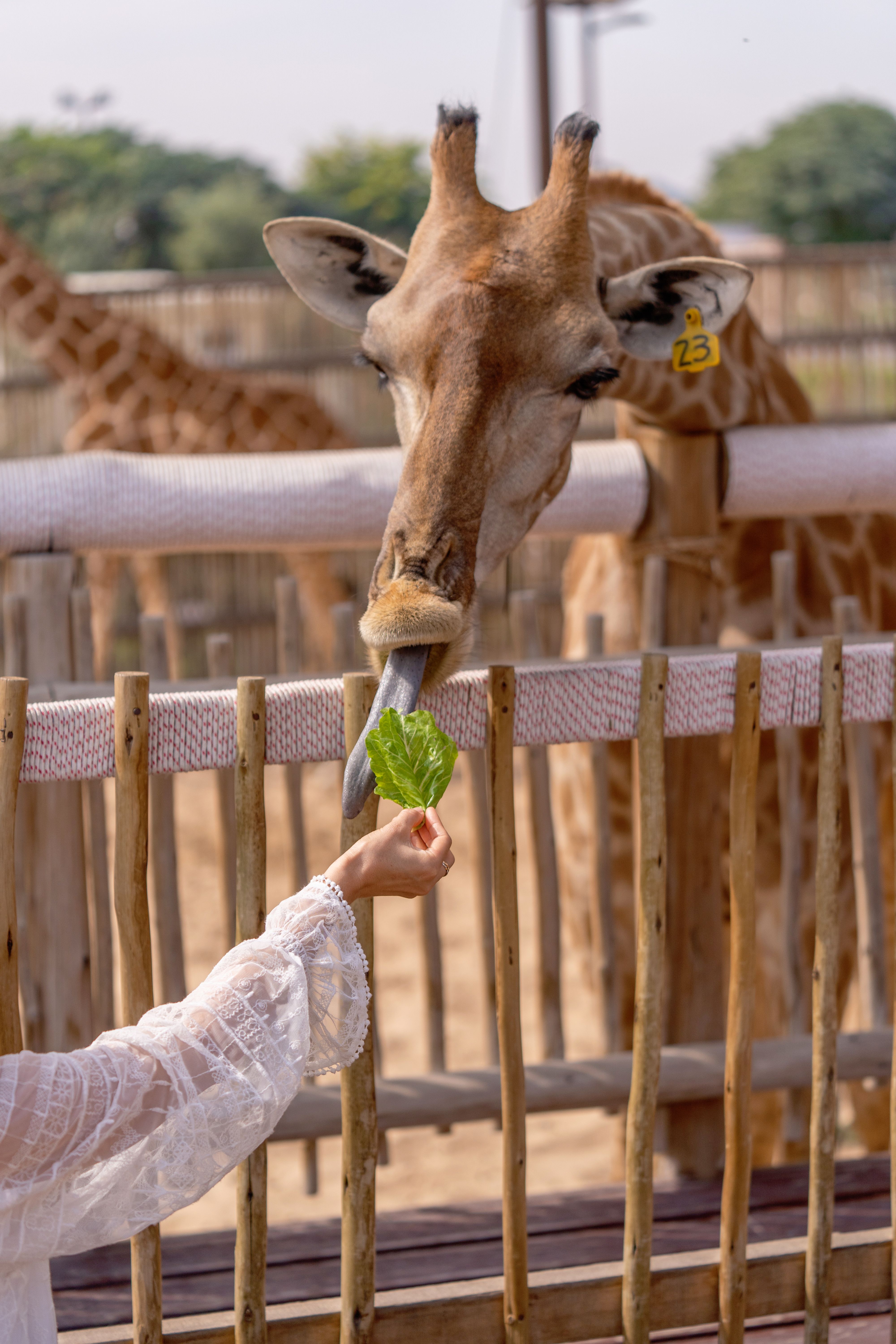Mammals Feeding Photos, Download The BEST Free Mammals Feeding Stock ...