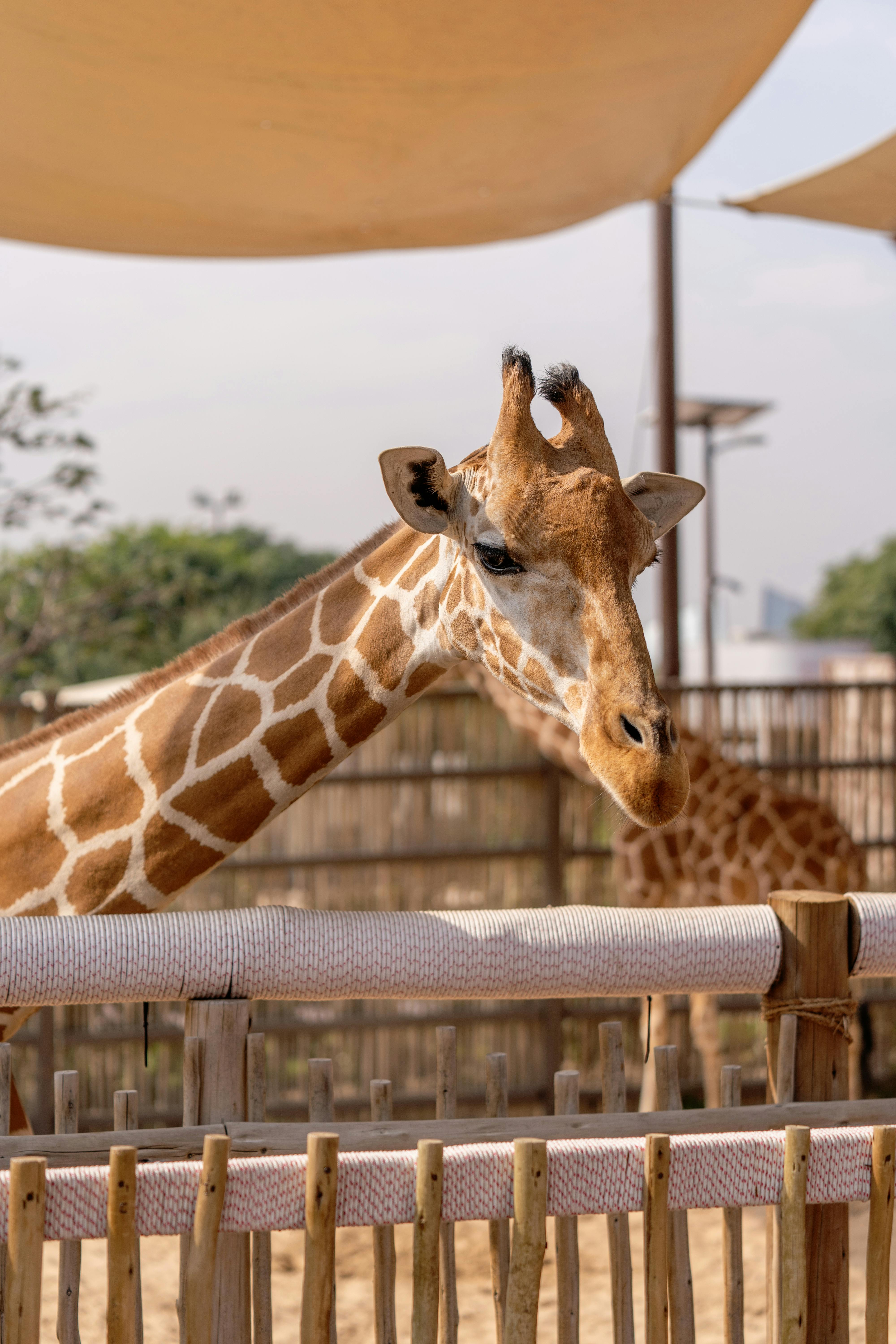 Middle Eastern Zoo Photos, Download The BEST Free Middle Eastern Zoo ...