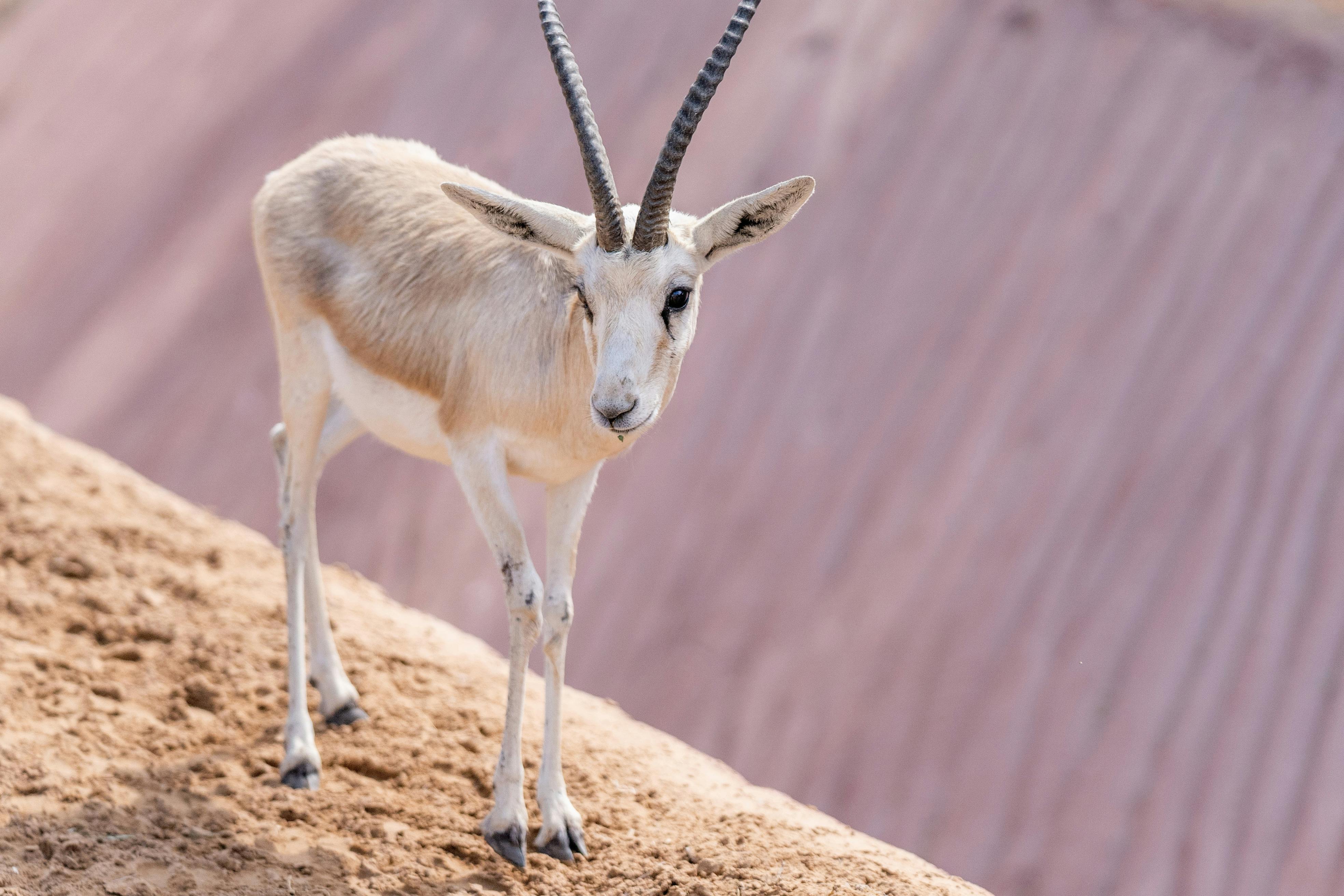 Shallow Focus Photo of Rhim Gazelle · Free Stock Photo