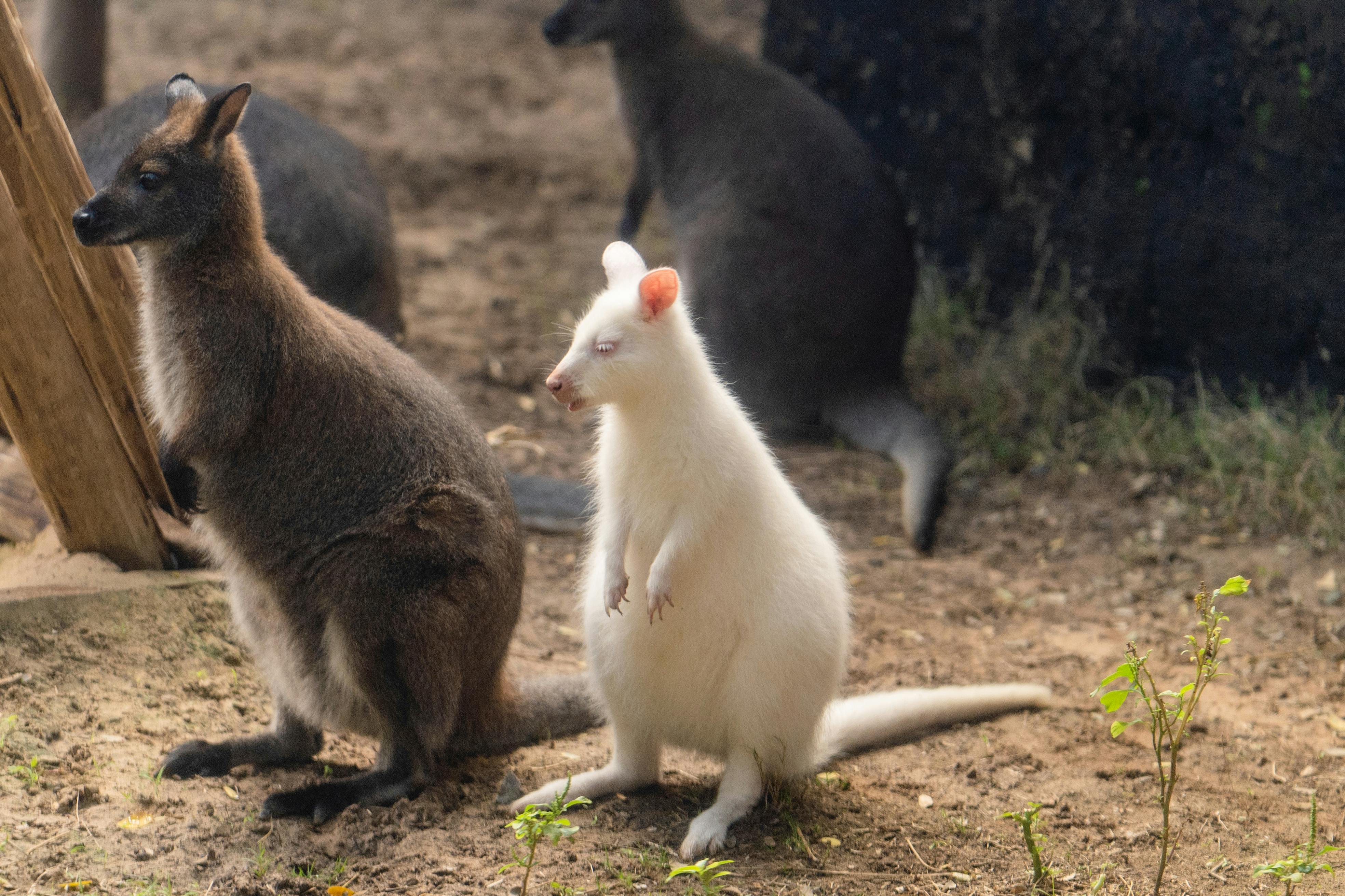 Wallabies Standing on the Ground · Free Stock Photo