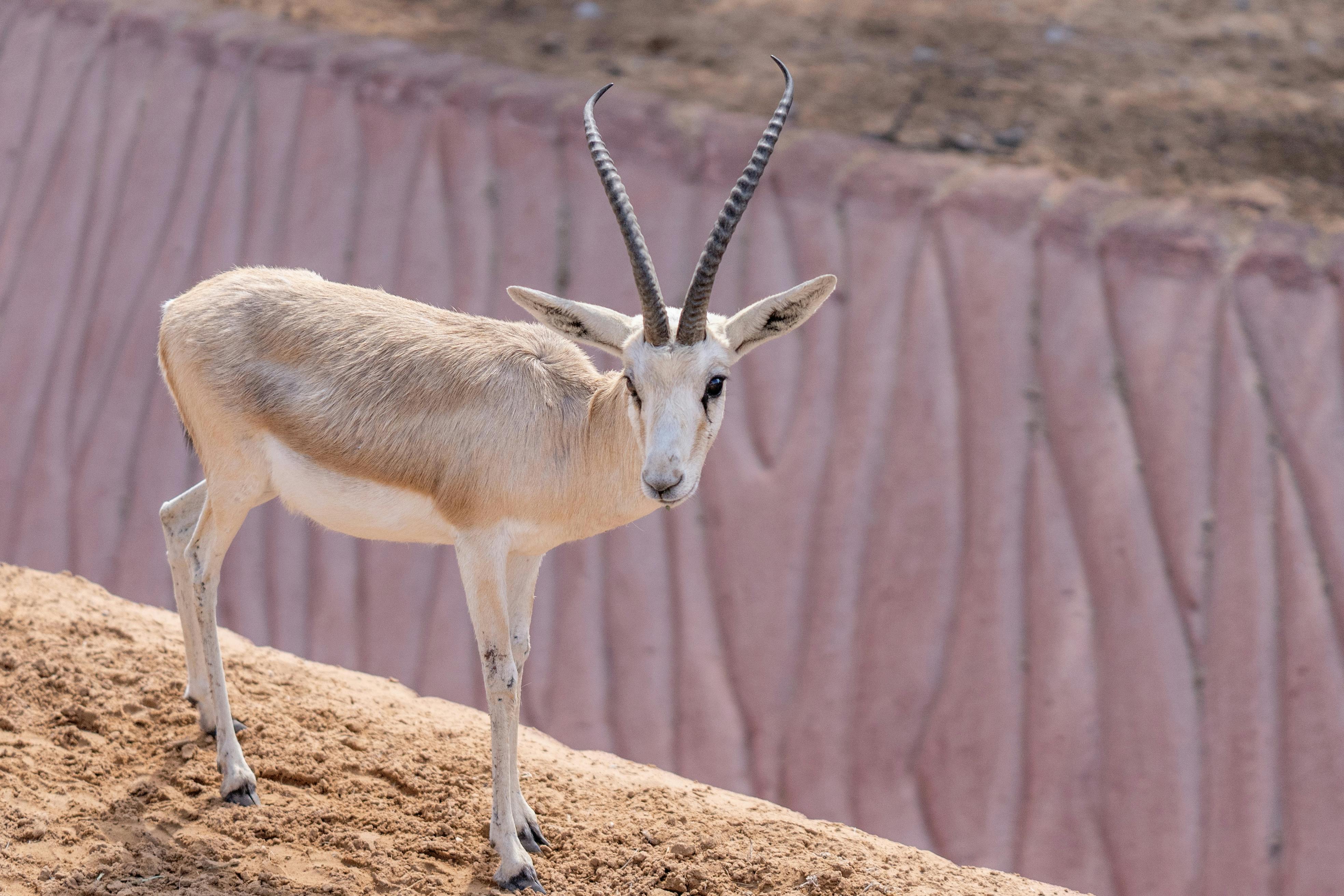 Shallow Focus Photo of Rhim Gazelle · Free Stock Photo