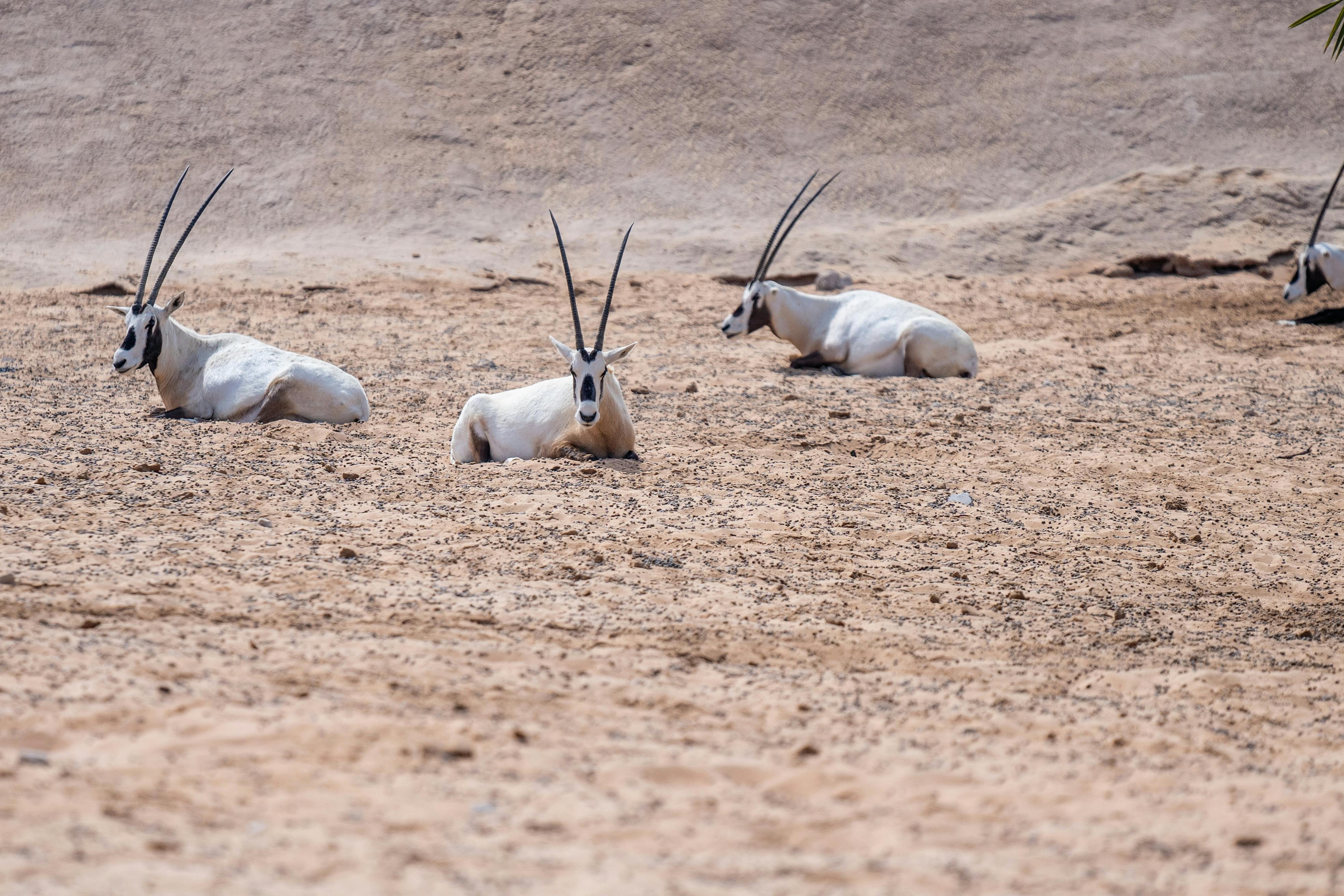 Oryx Photos, Download The BEST Free Oryx Stock Photos & HD Images