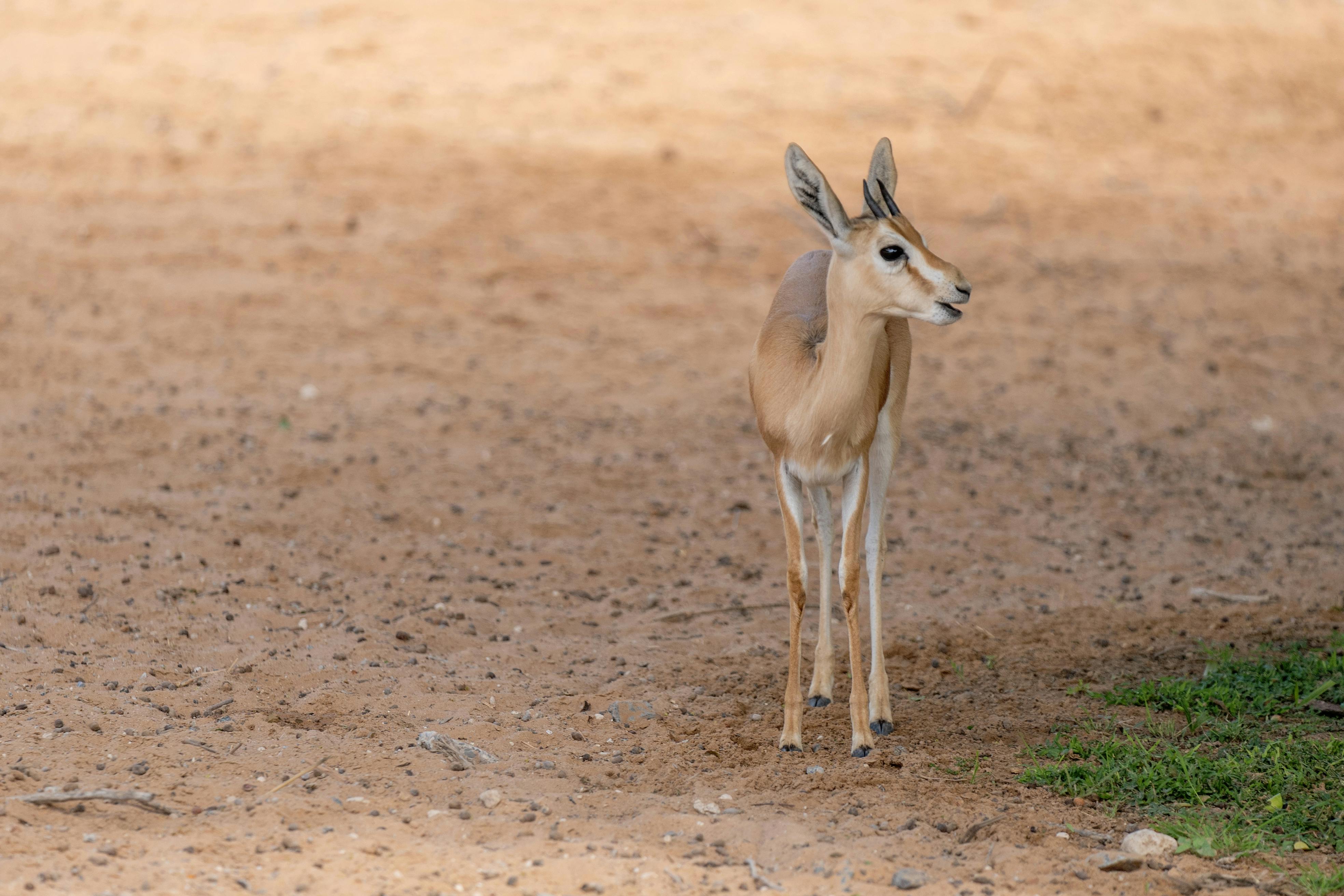 Brown 4-legged Animal · Free Stock Photo