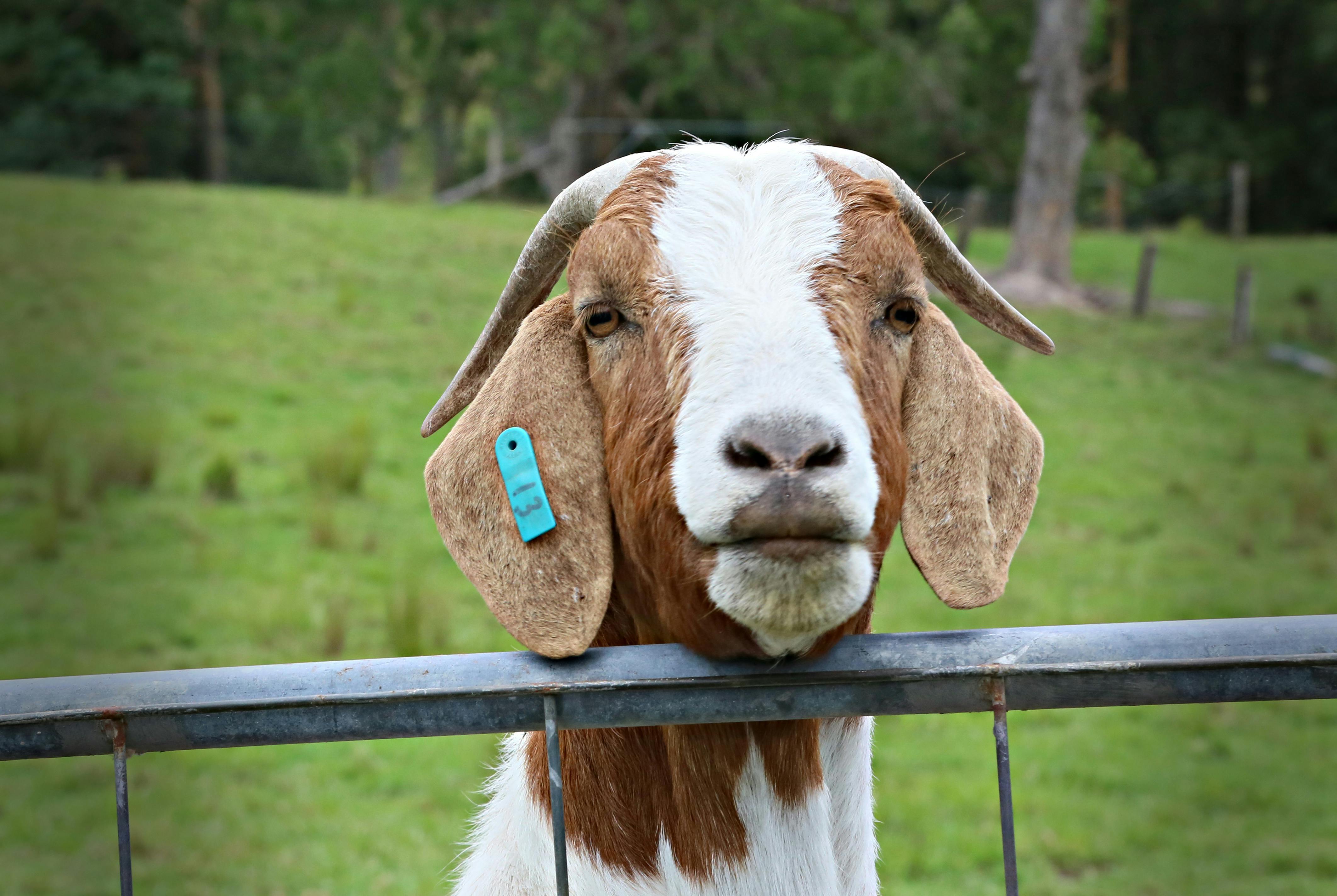 Goat With Grass Background Photos, Download The BEST Free Goat With ...