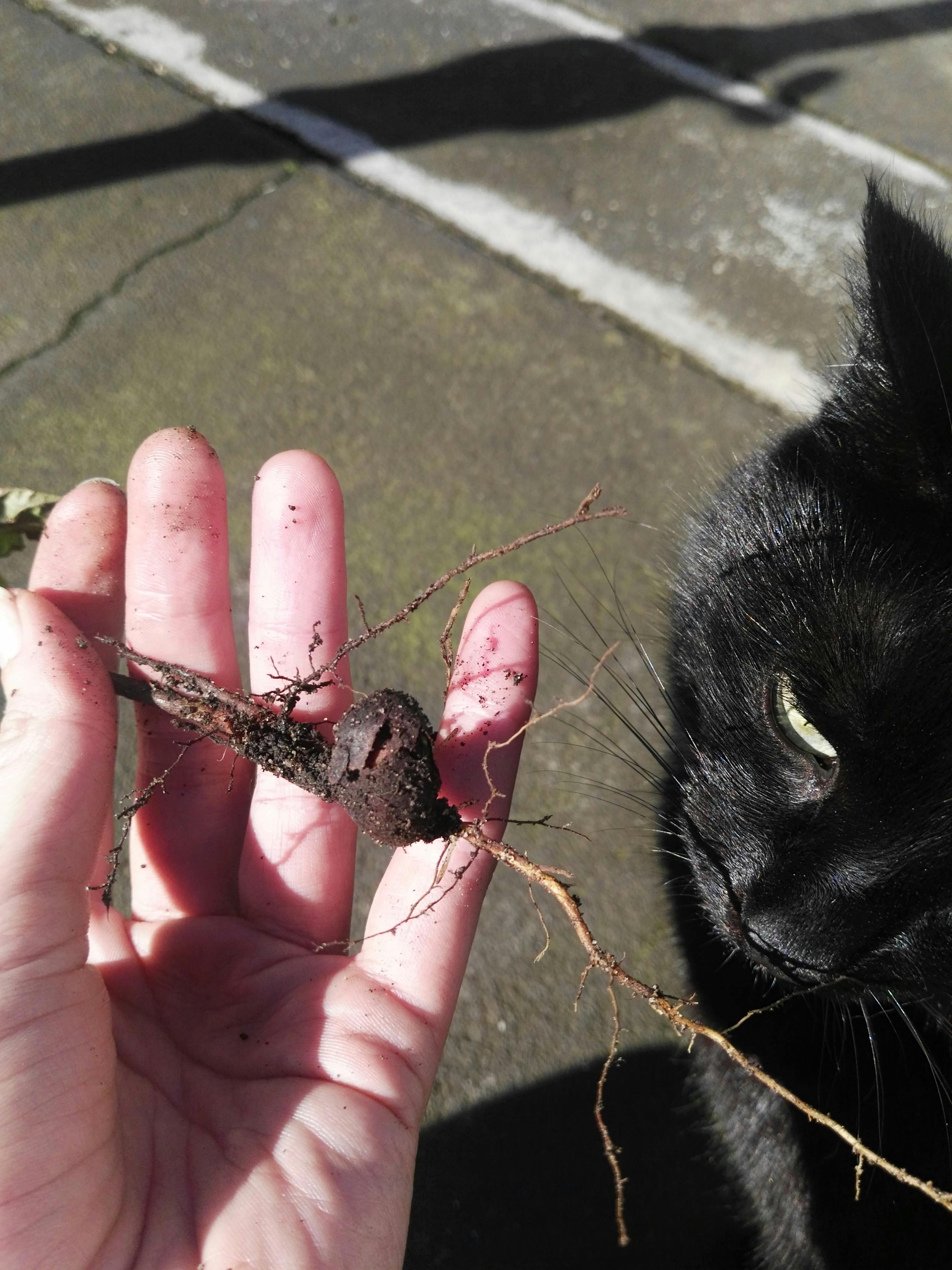 Free stock photo of cat, gardening, root