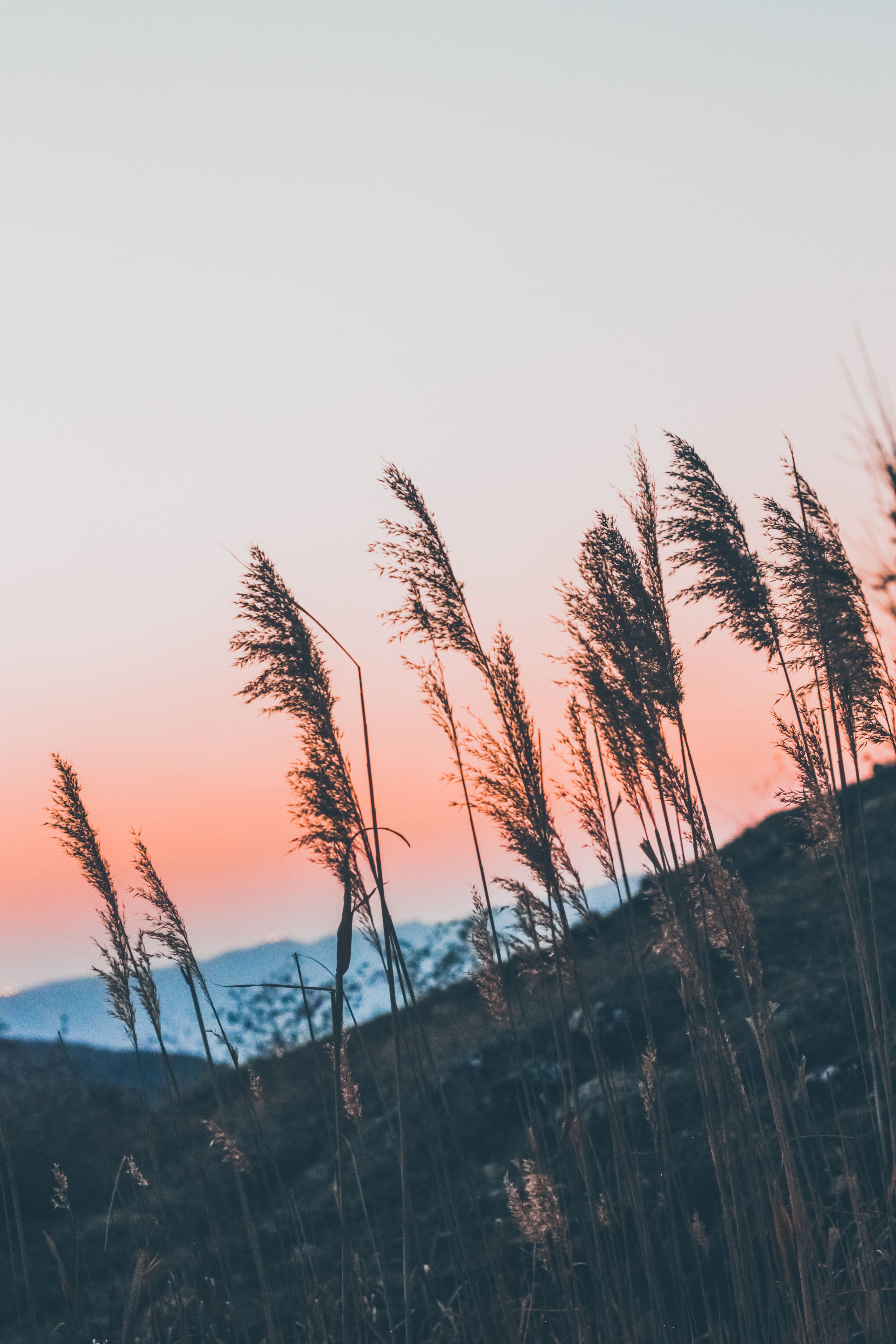 Plume Photos, Download The BEST Free Plume Stock Photos & HD Images