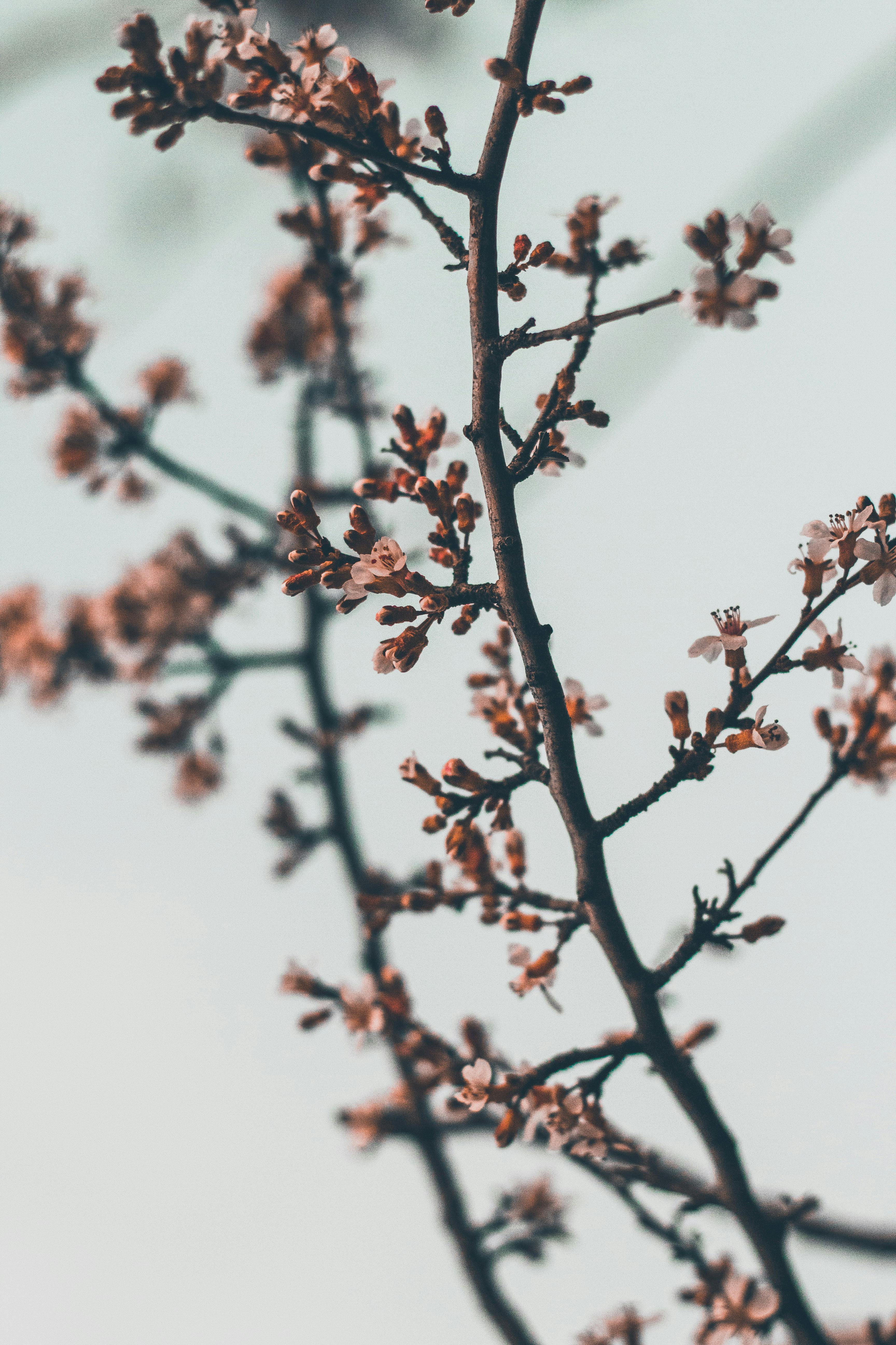 Close-Up Shot of a Tree Branch · Free Stock Photo
