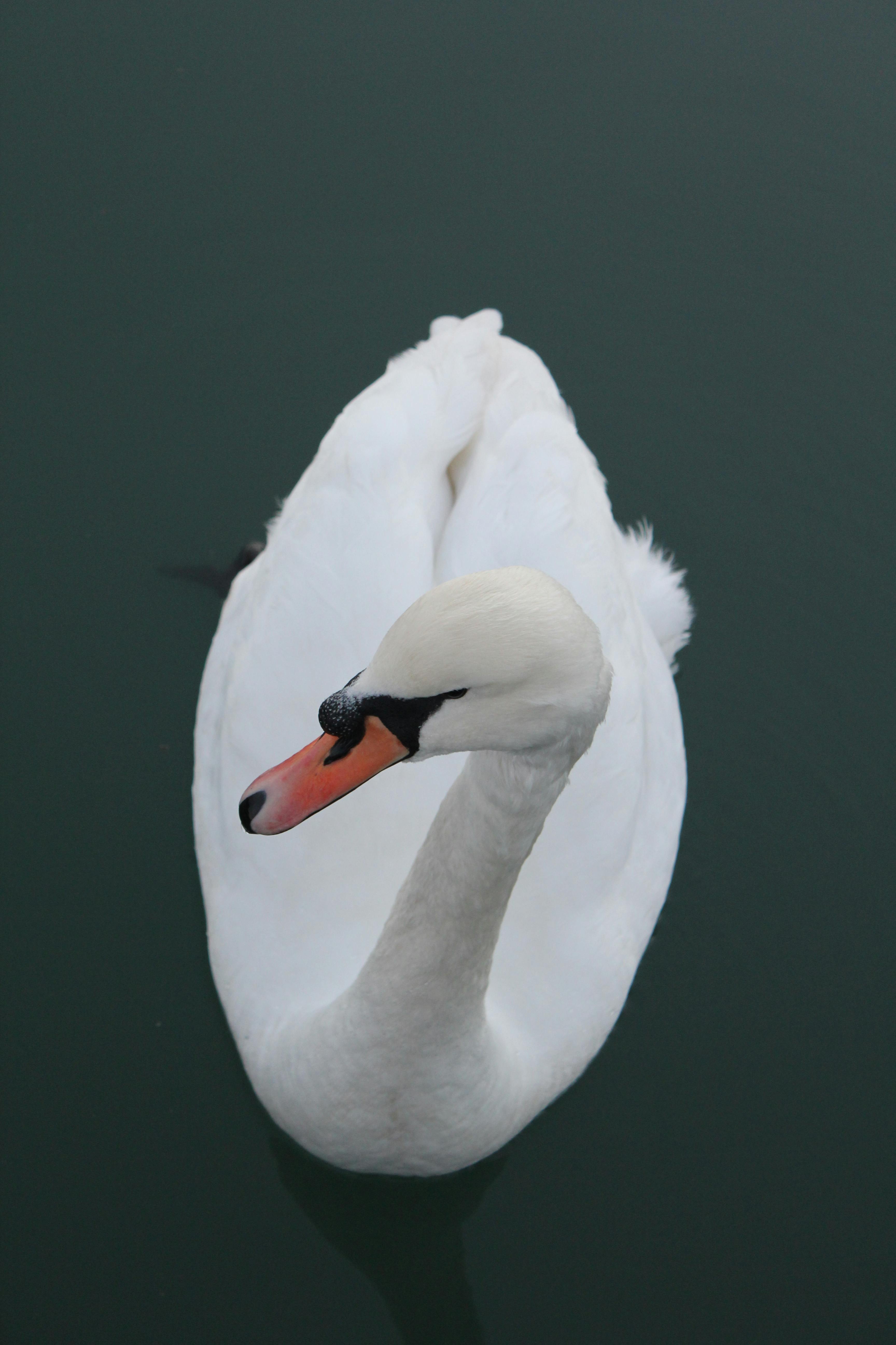 Swans on Water · Free Stock Photo